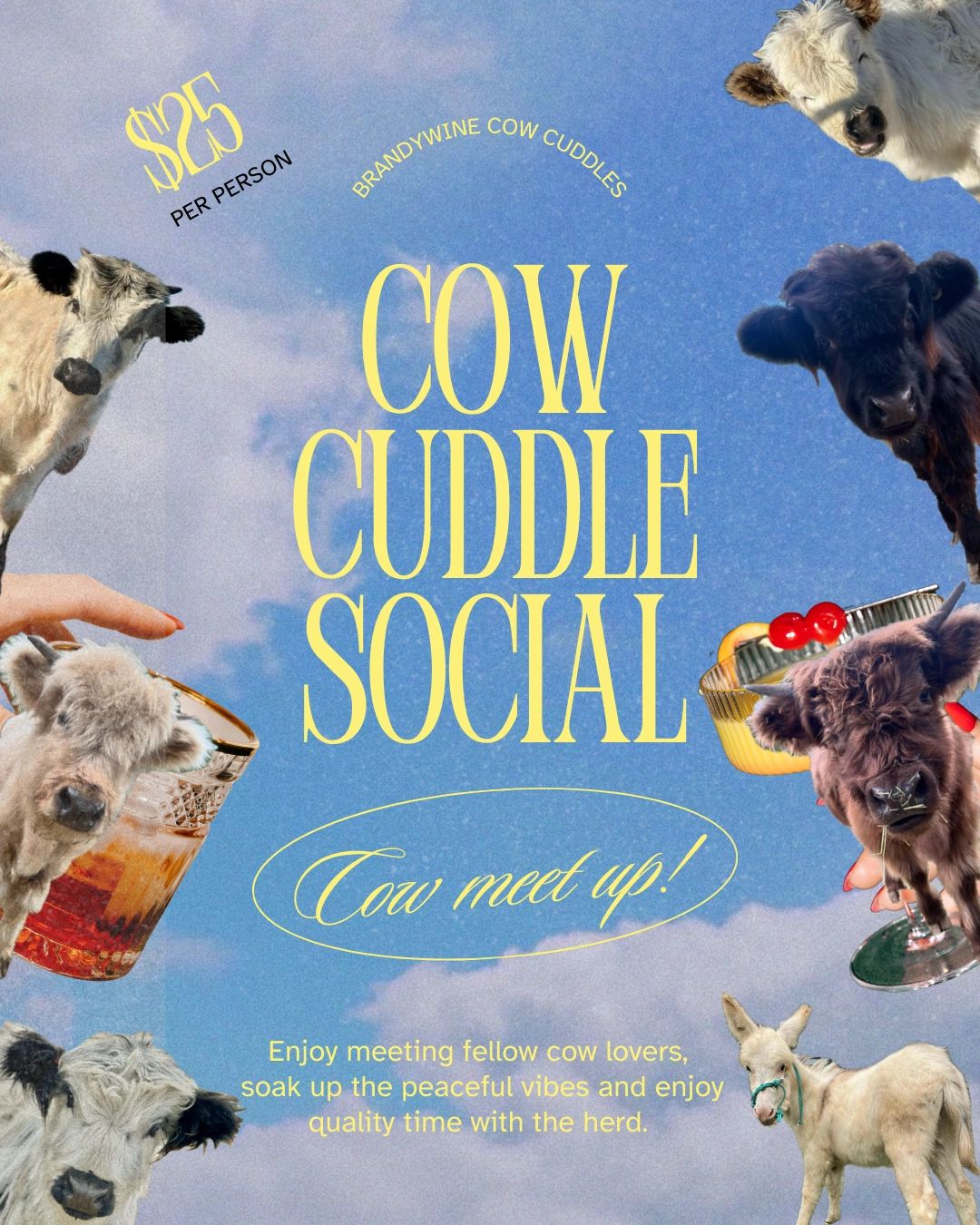 Two-Hour Cow Cuddle Social