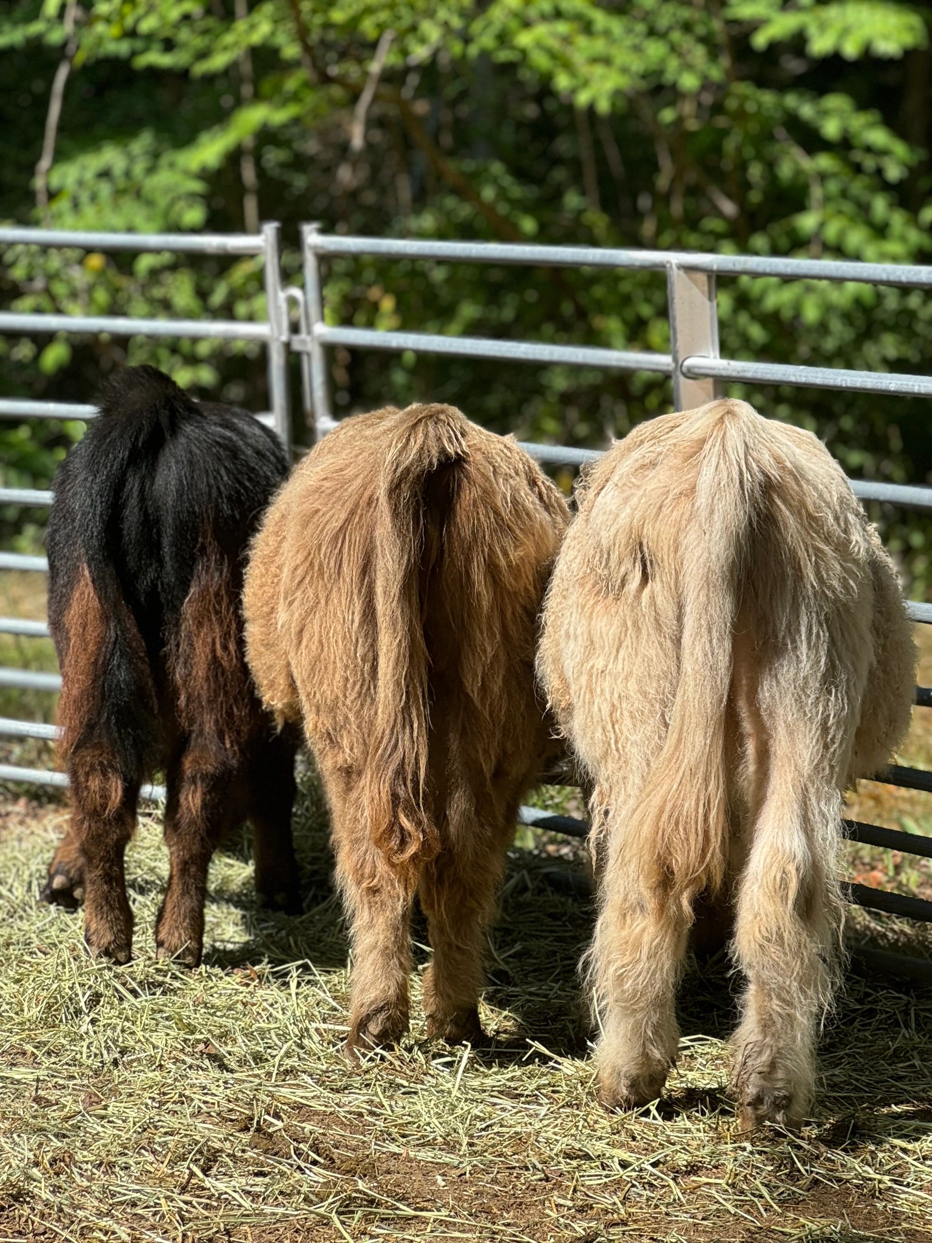 Group Cow Cuddle Session for 4-6