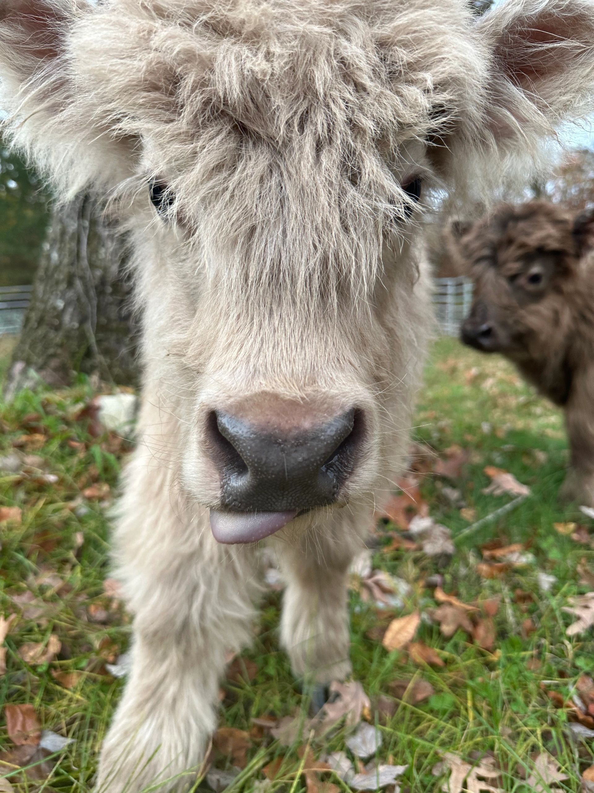 Cow Cuddling - 2 people
