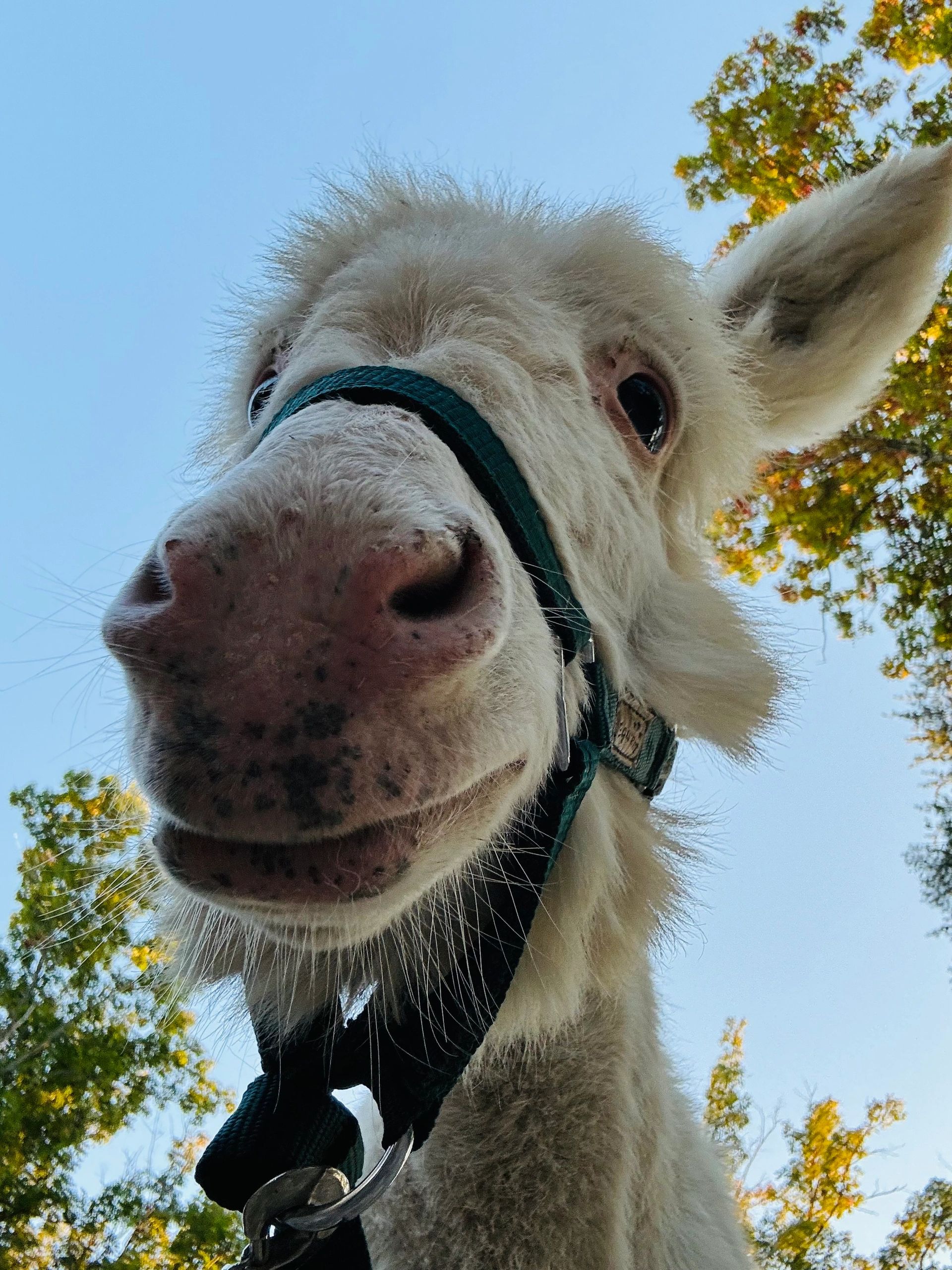 ADD ON-Mini Donkey Cuddles