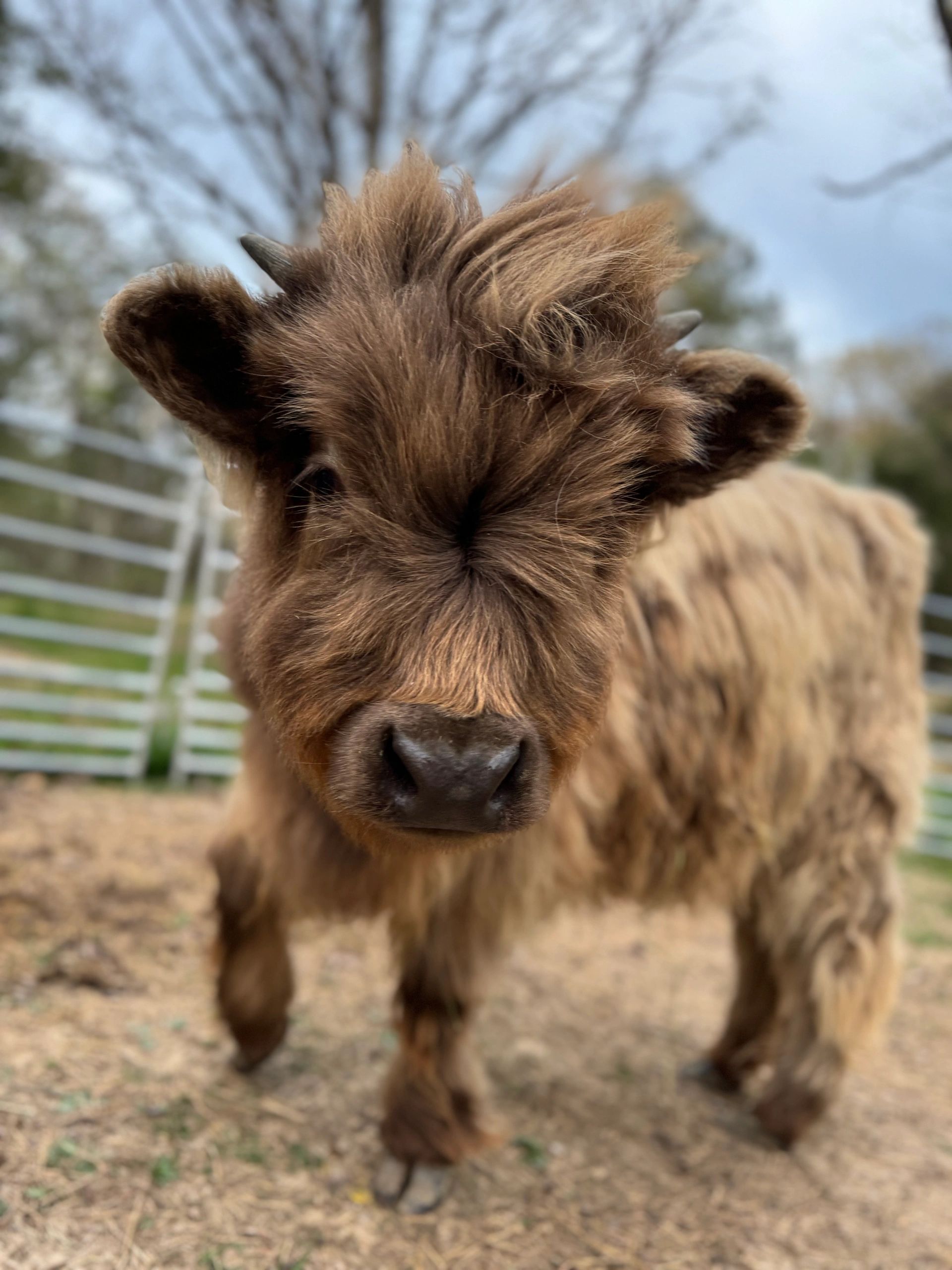 Need a Break? Individual Cow Cuddle Session
