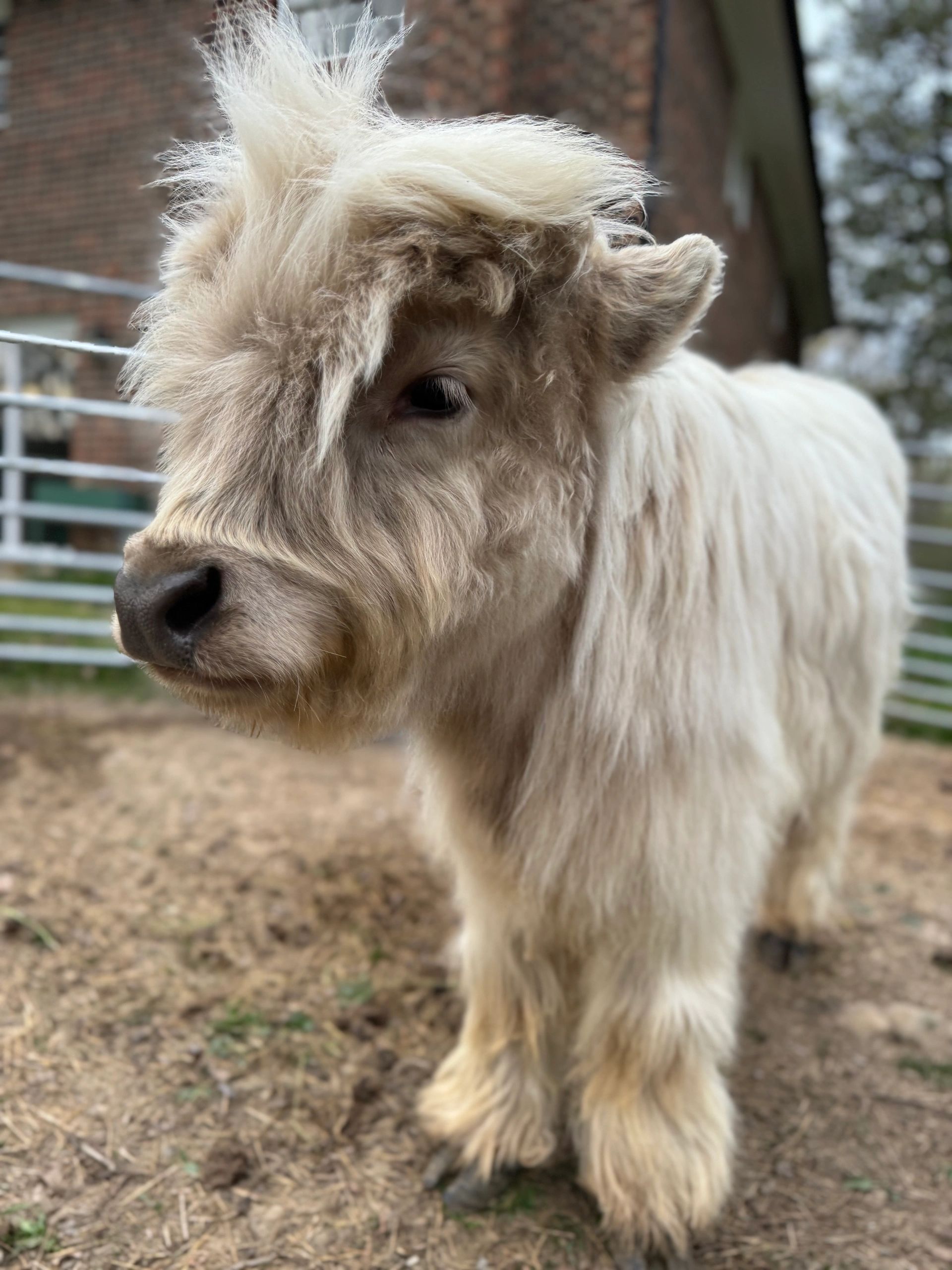 Cow Cuddle Session for Two - Embrace the Moooood of Happiness!