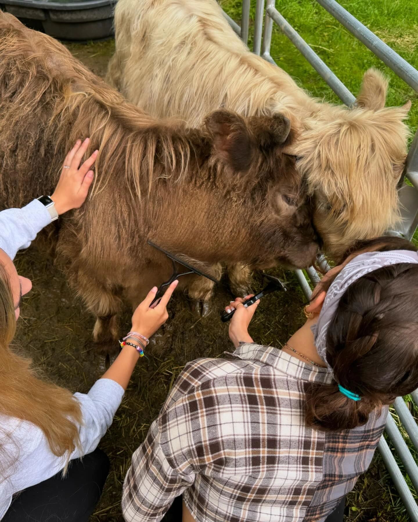 Cow Cuddle Session for 2 People (Adult + Kid)