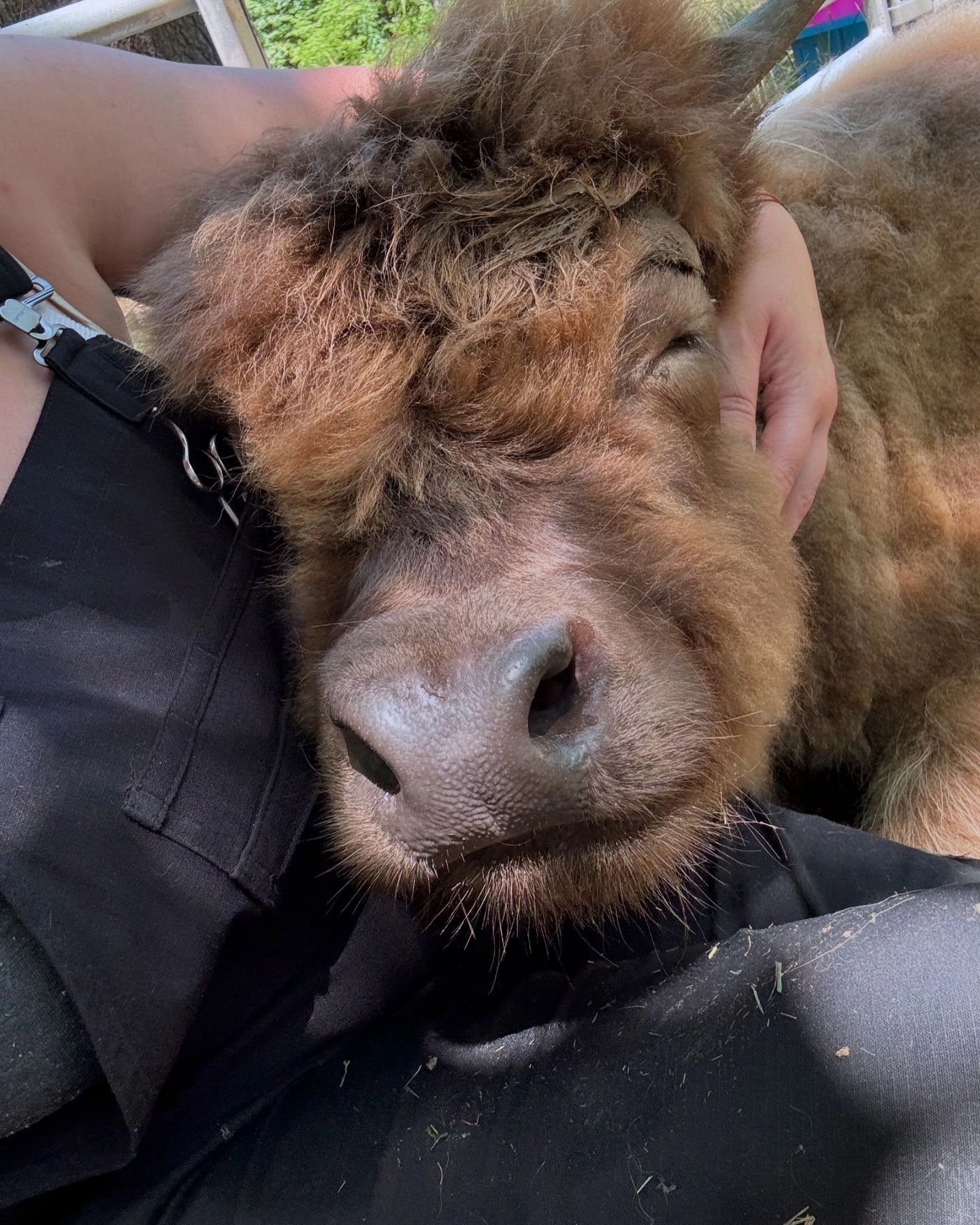 Bovine Therapy - Cow Cuddle Session for 1 Adult (18+)