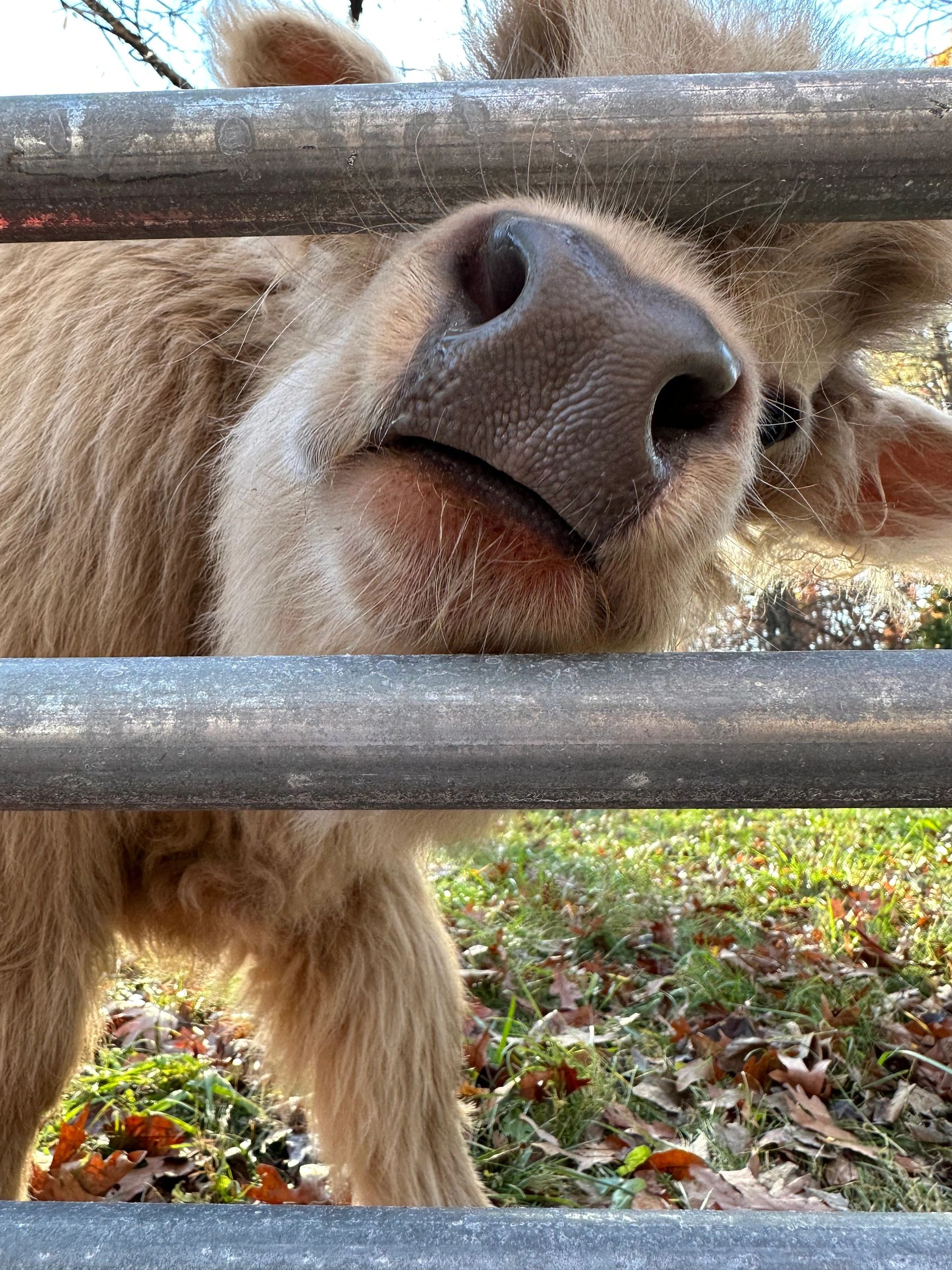 Cow Cuddle Session for 4-6 People (Adults + Kids)