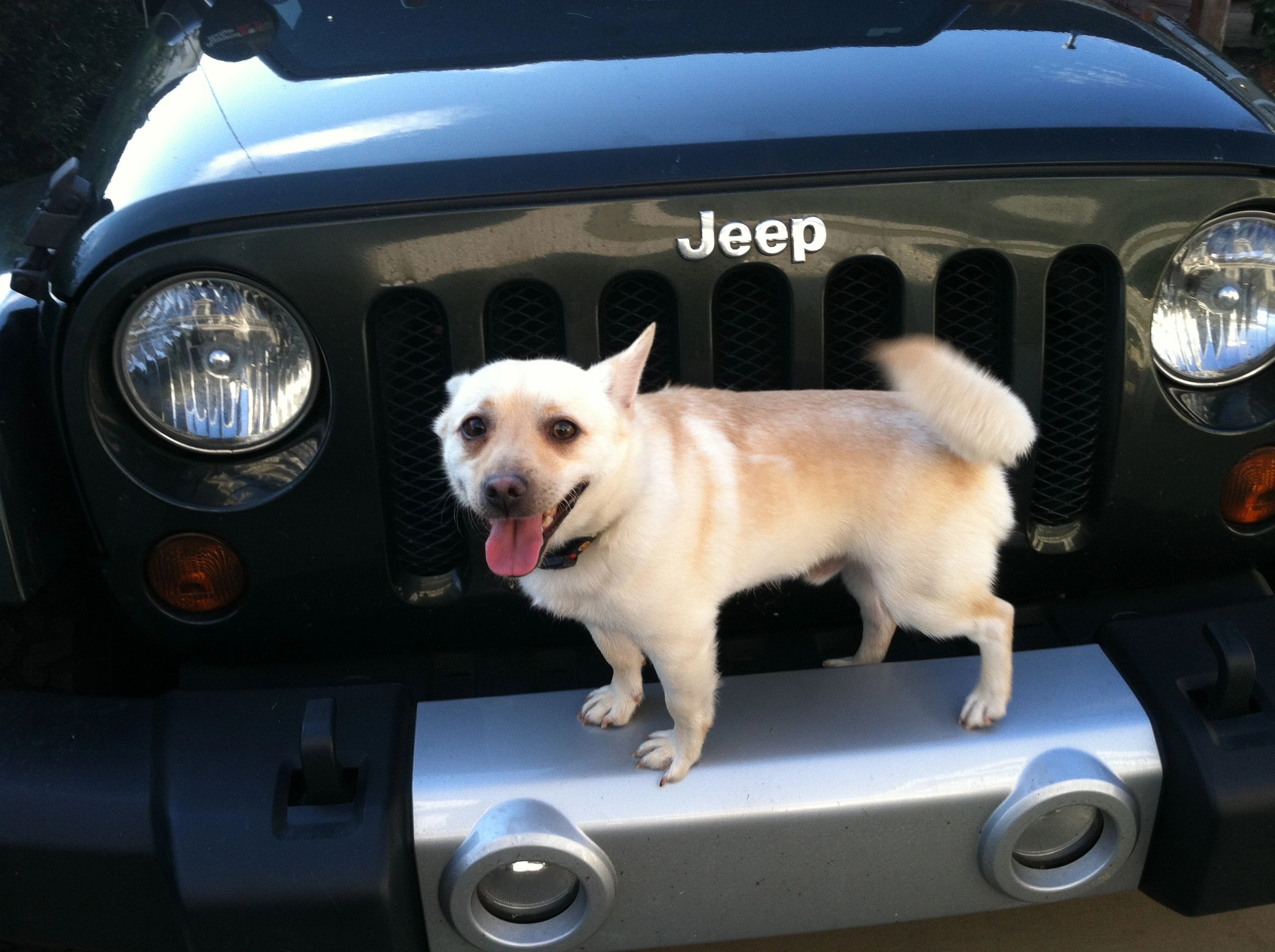 Hammer 4WD - Jeep, Custom Jeeps, Jeep, Jeep Wrangler