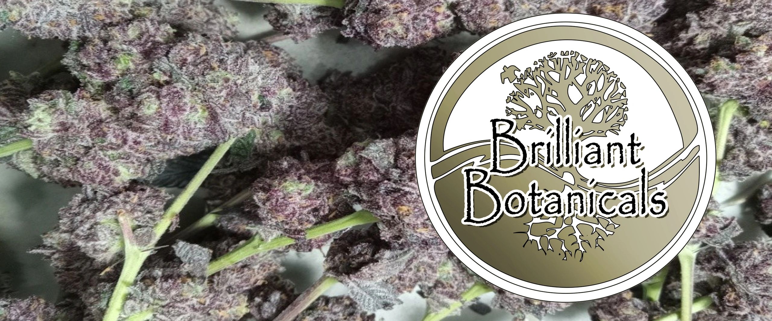 Brilliant Botanicals LLC