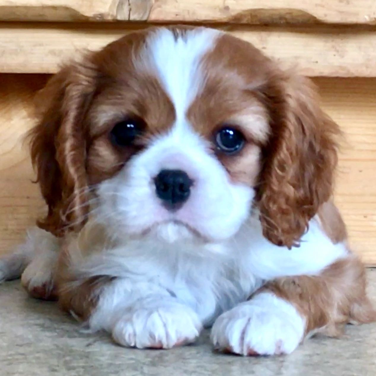 Breeder of Cavalier King Charles Spaniel Puppies