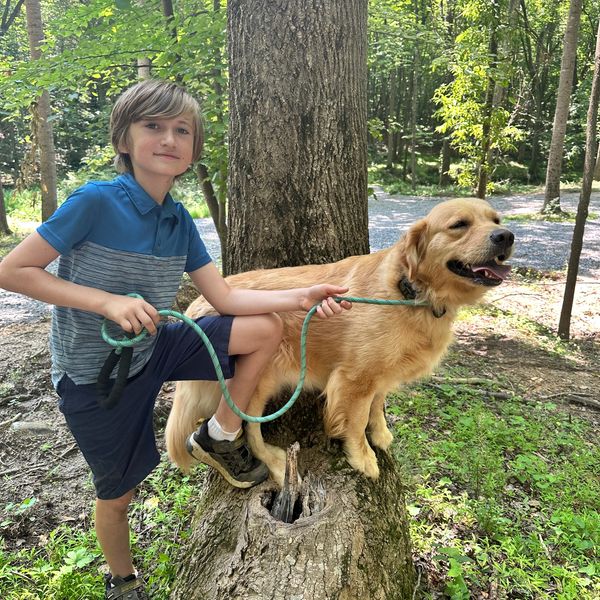 Free Rein Dog Training