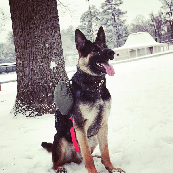 Free Rein Dog Training