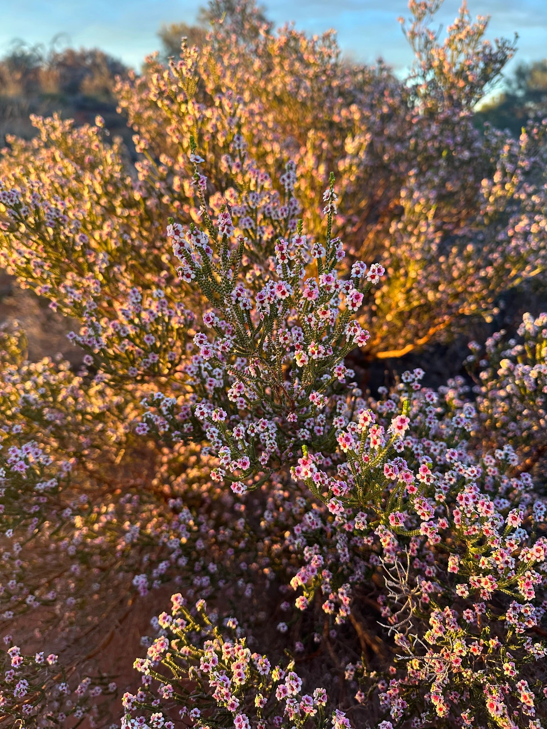 Finding Persephone - Home