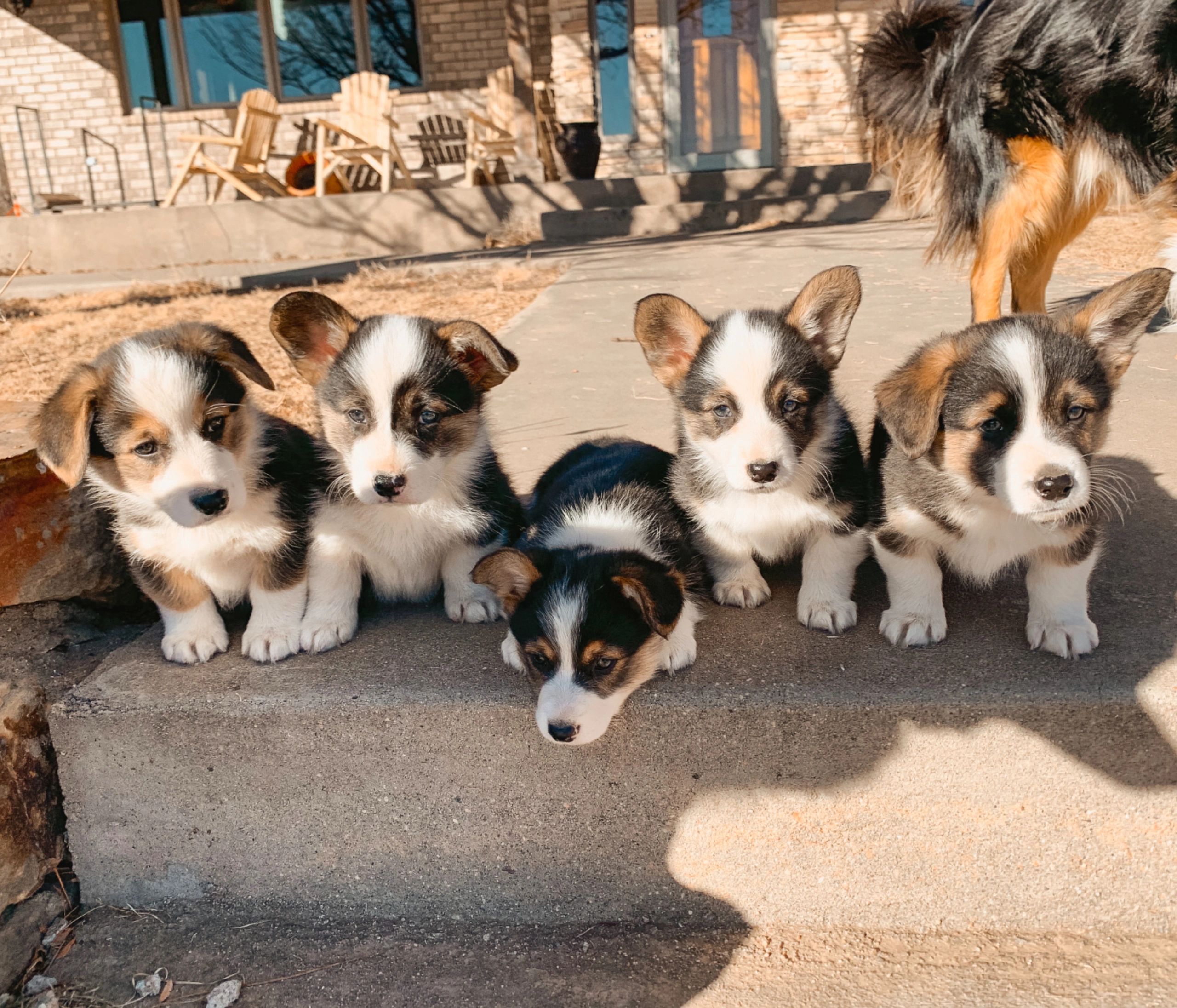 Wilson Ranch Corgis