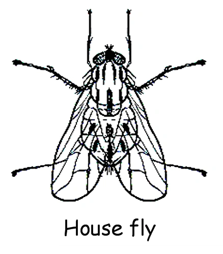 House Fly Coloring Pages