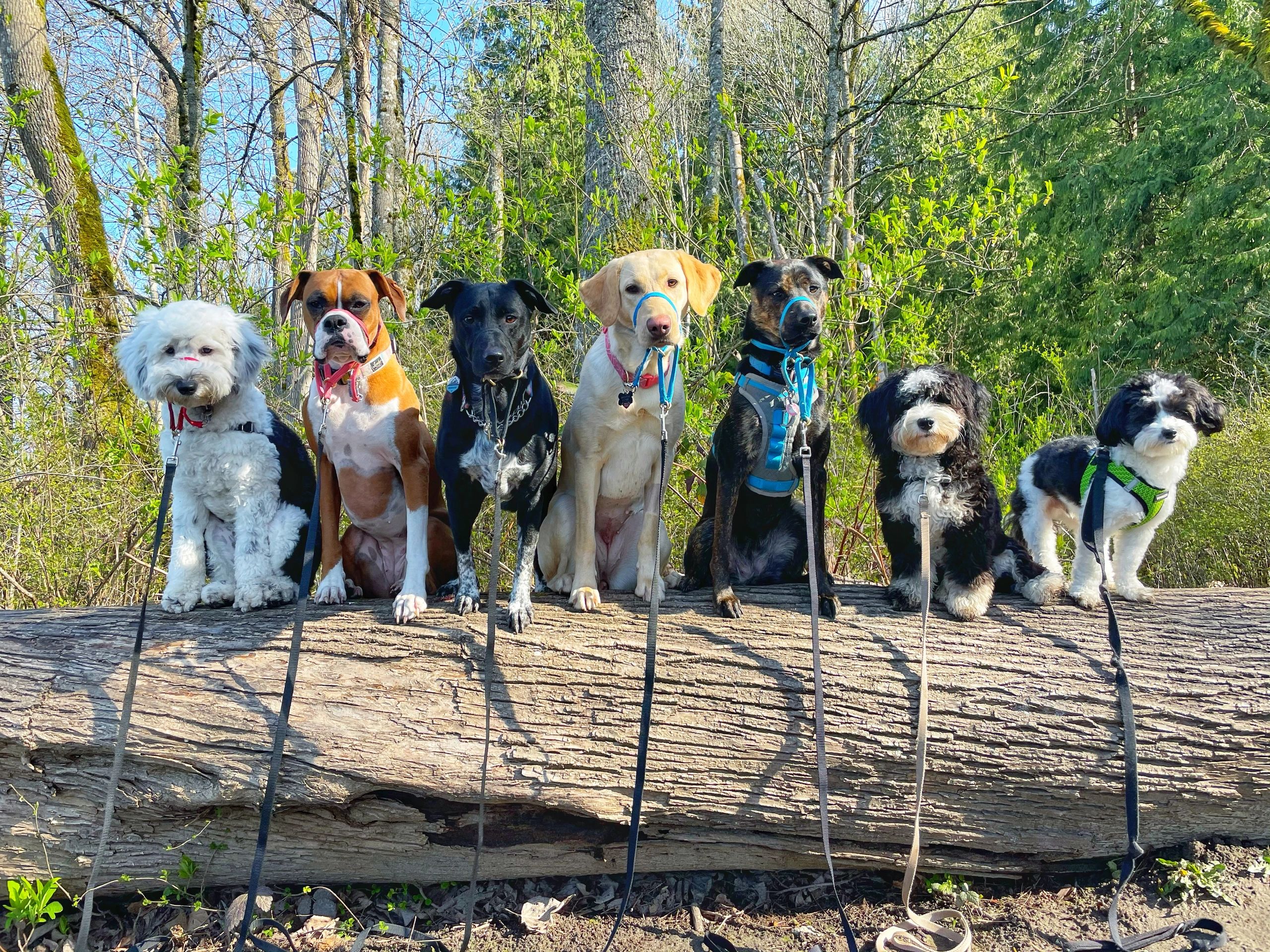Healthy Hounds Hiking - Dog Walker, Doggie Daycare
