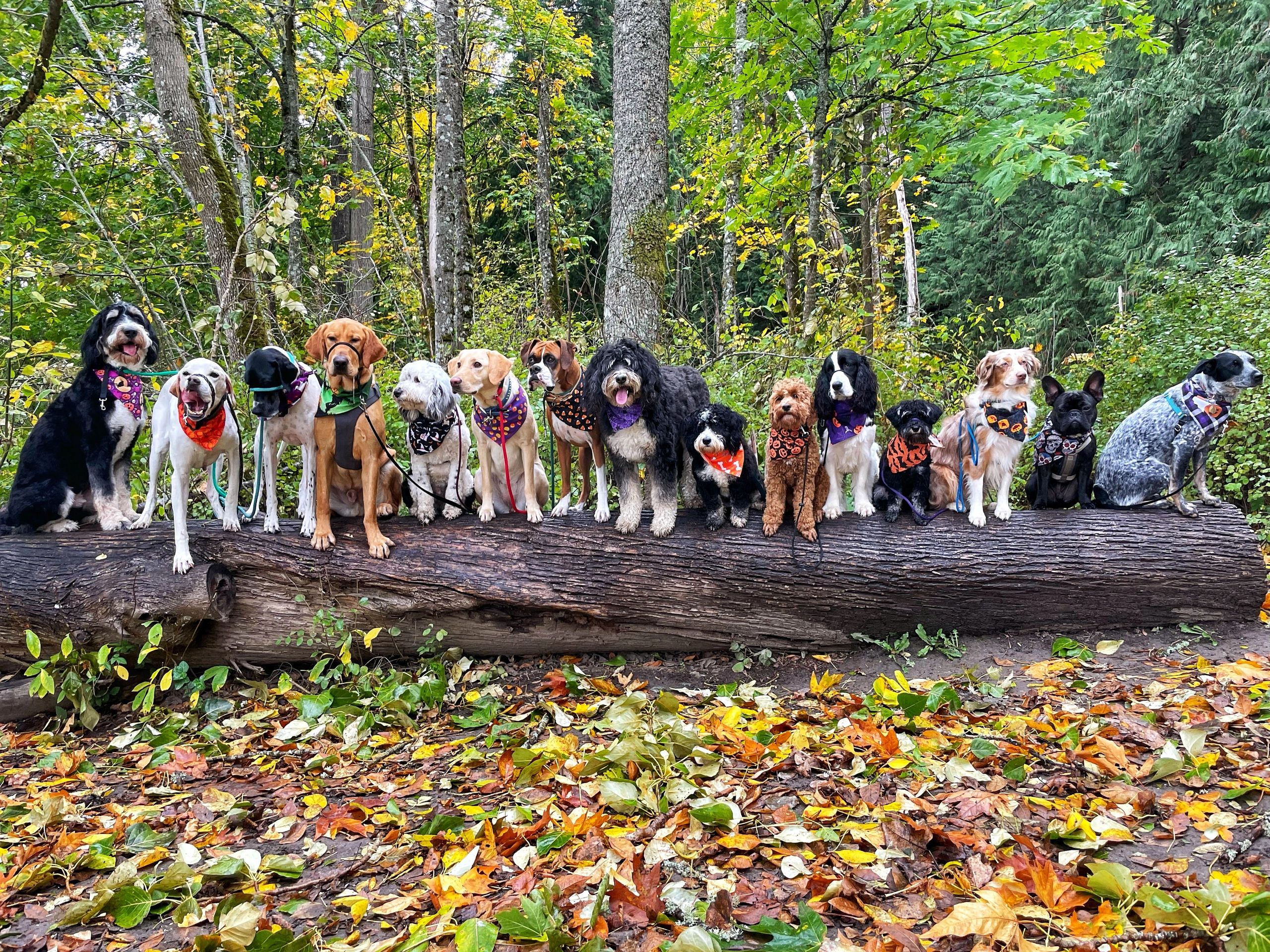 Healthy Hounds Hiking - Dog Walker, Doggie Daycare