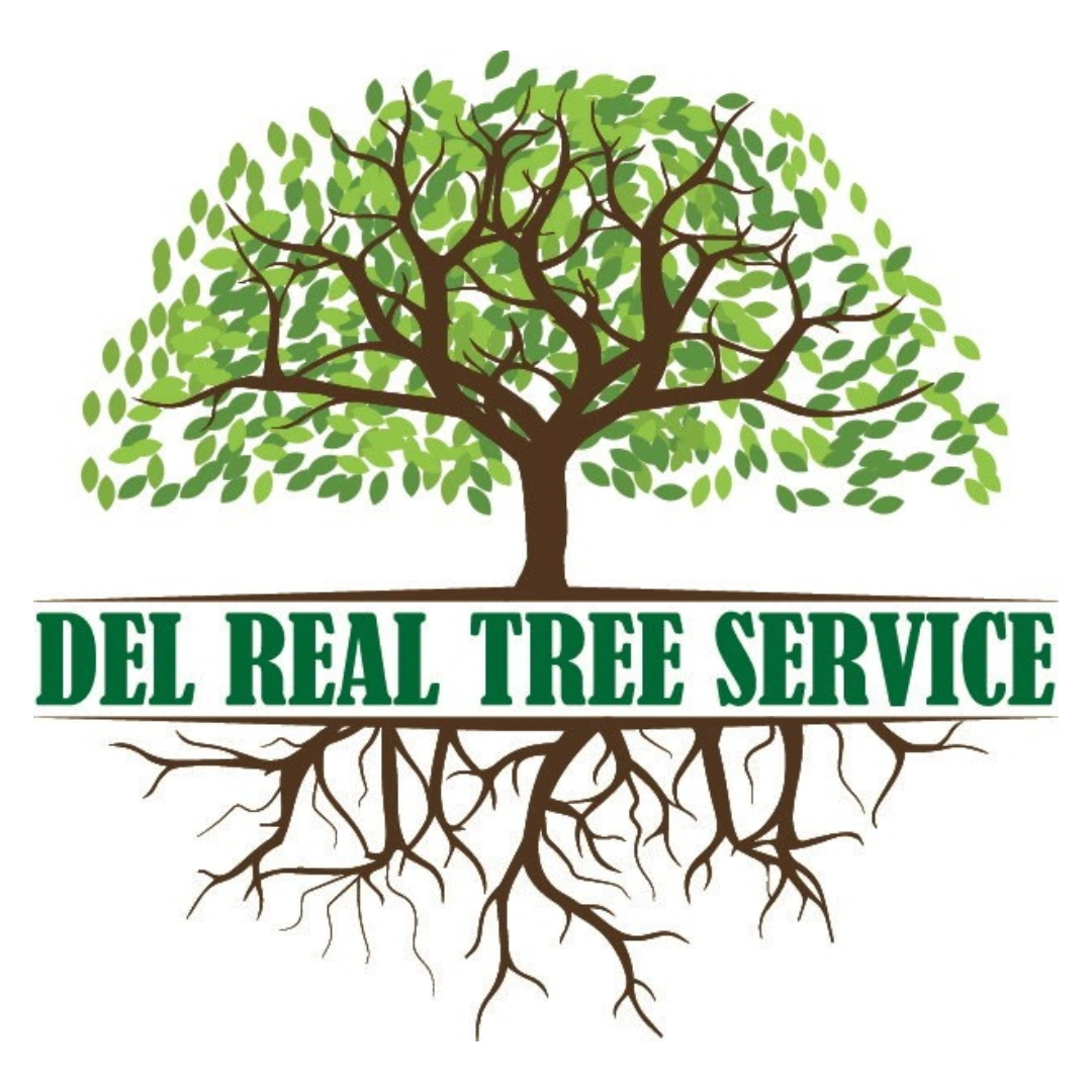 Expert Tree Services - Trusted Tree Experts