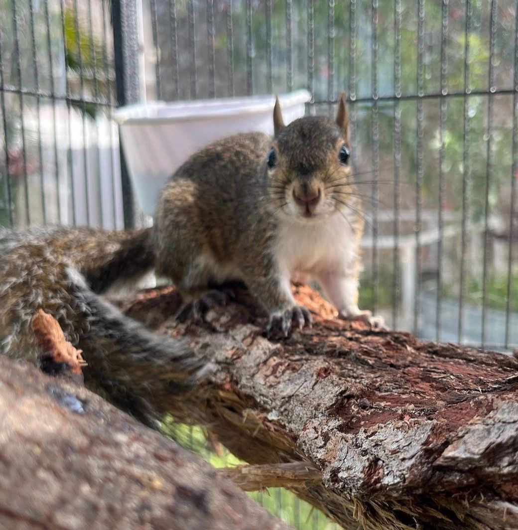 Raccoon & Squirrel Rescue Services | CritterAid Wildlife Rescue