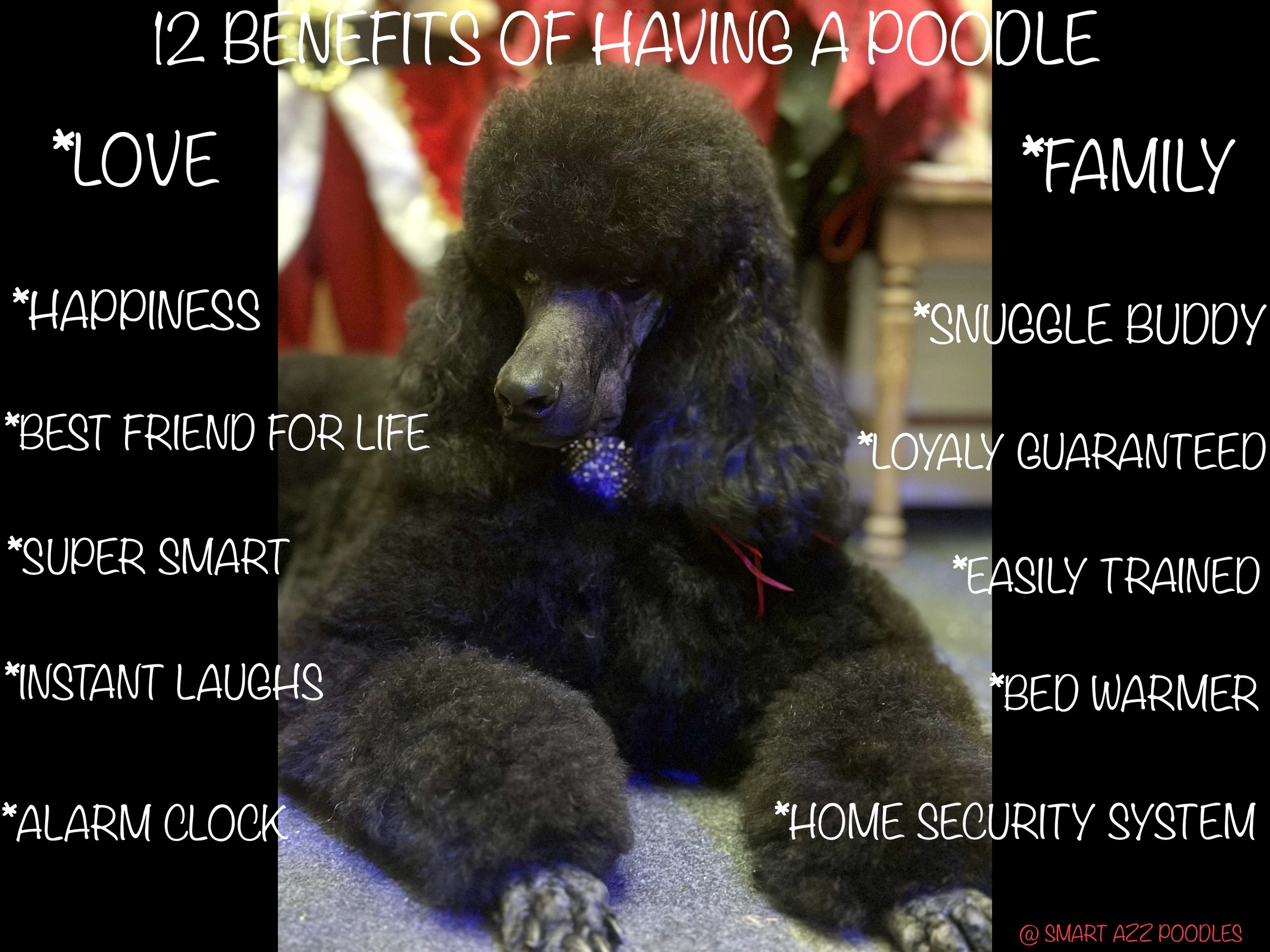 Smart Azz Aussiedoodles And Poodles