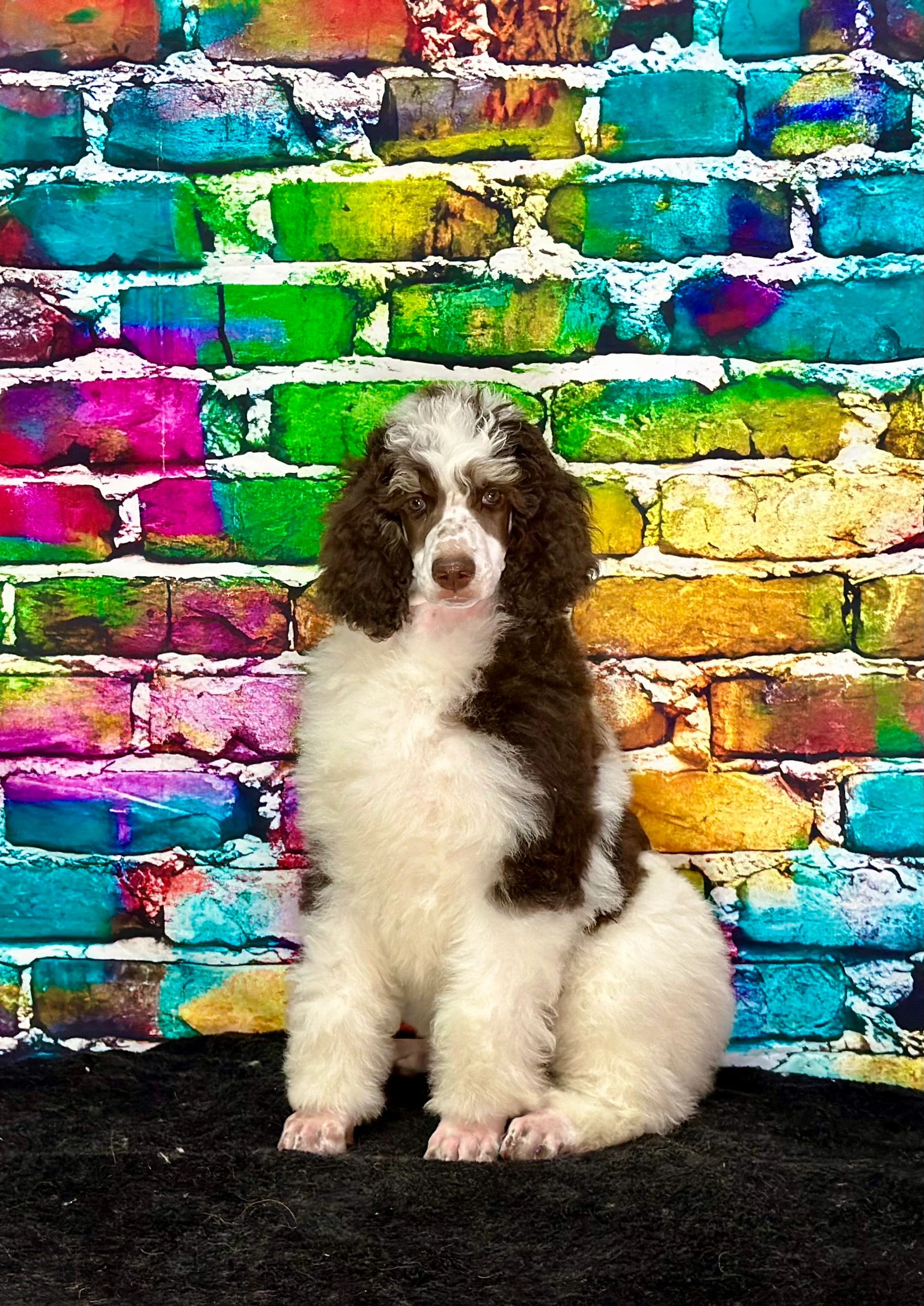 Smart Azz Aussiedoodles And Poodles