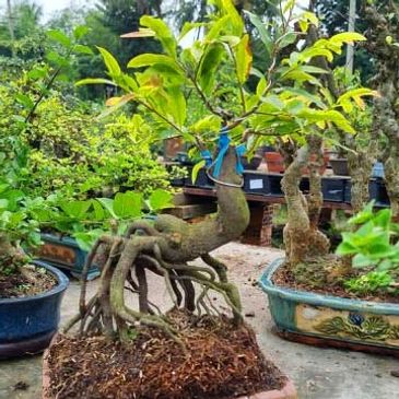 The Tropical Bonsai Inc. - Selling Bonsai Plants and Orchids, Bonsai ...
