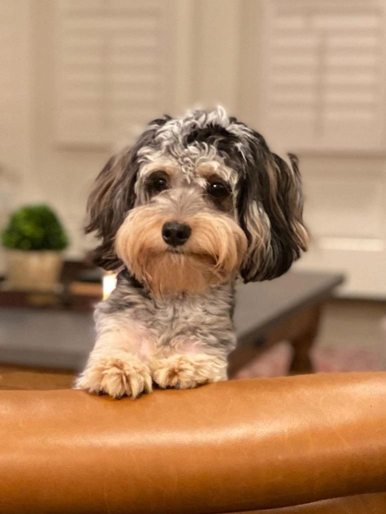 Your Next Cavapoo - Cavapoo Puppies, Poodle Puppies