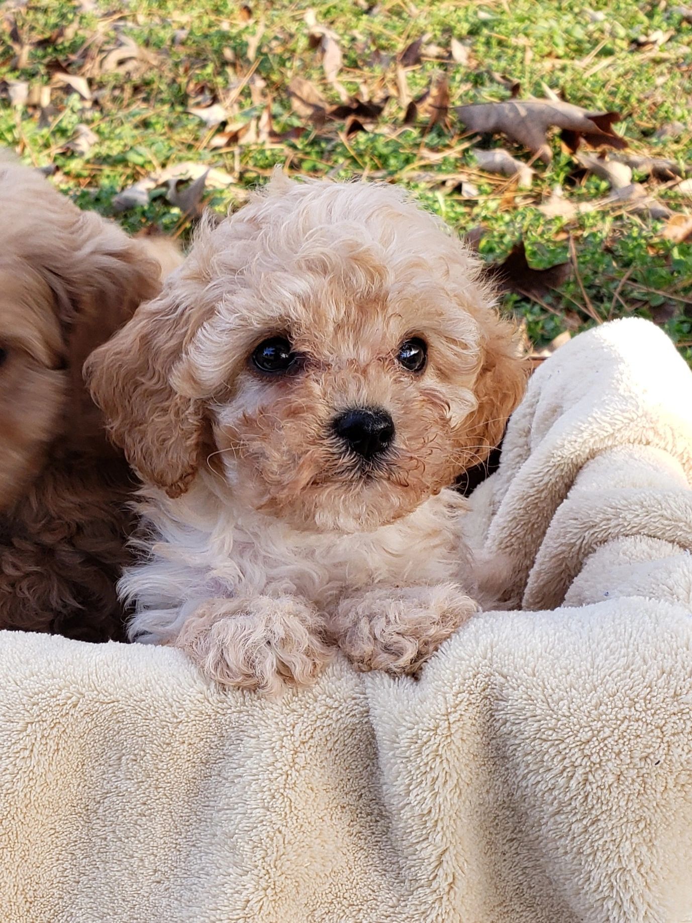 Your Next Cavapoo - Cavapoo Puppies, Poodle Puppies