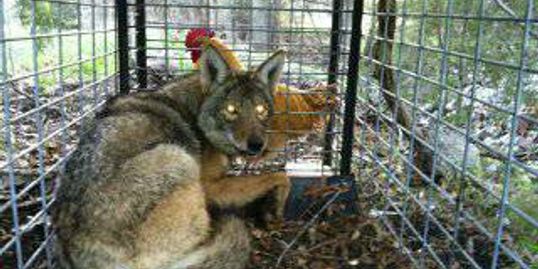Texas Traps - Live Traps, Live Traps, Animal Control, Deer Feeders
