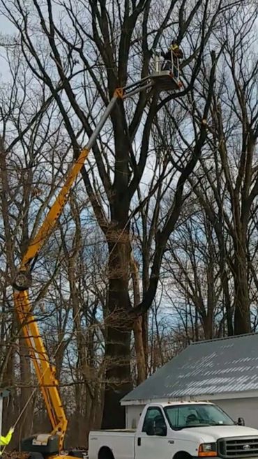 Samuelson's Tree Service - Tree Service, Tree Removal