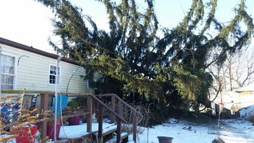 Samuelson's Tree Service - Tree Service, Tree Removal