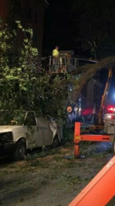 Samuelson's Tree Service - Tree Service, Tree Removal