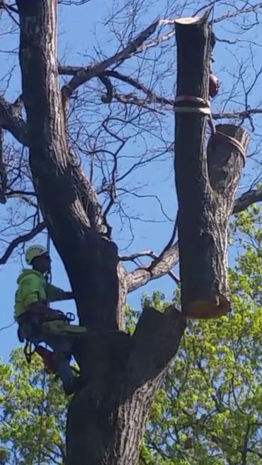 Samuelson's Tree Service - Tree Service, Tree Removal