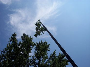 Samuelson's Tree Service - Tree Service, Tree Removal