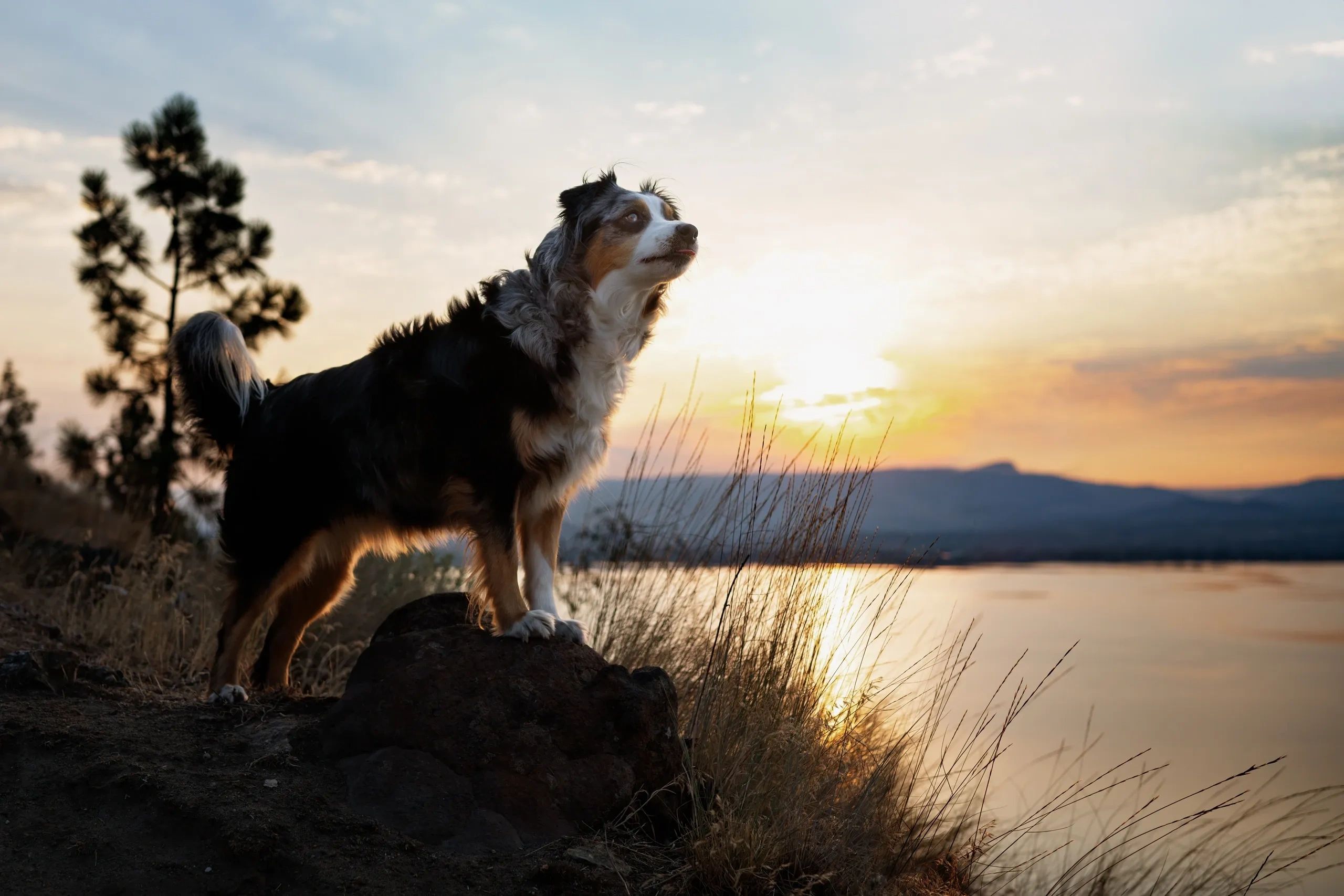 Our Dogs | Jack n Ruby