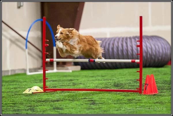 NADAC Agility