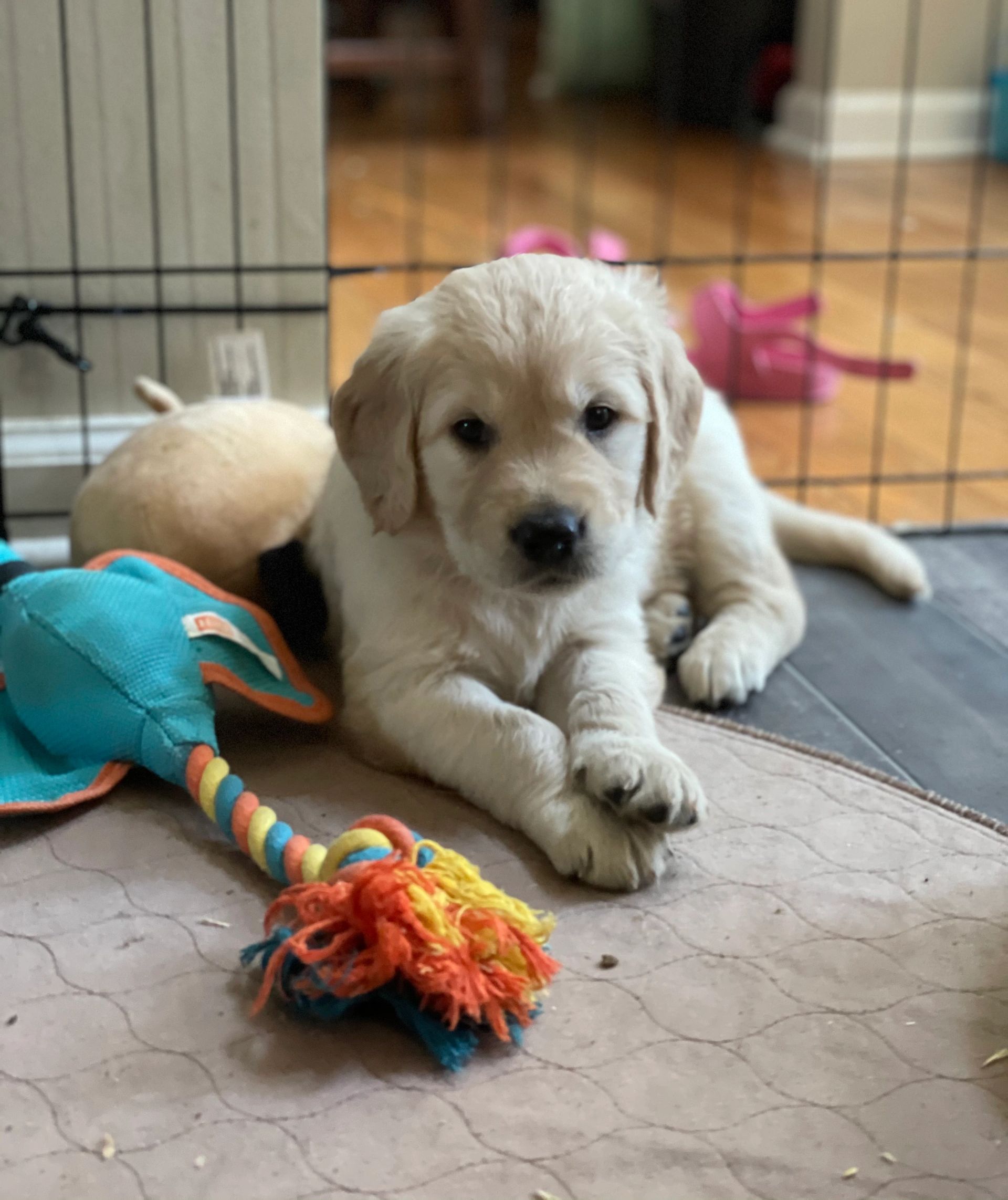 How Do You Pick Out A Puppy