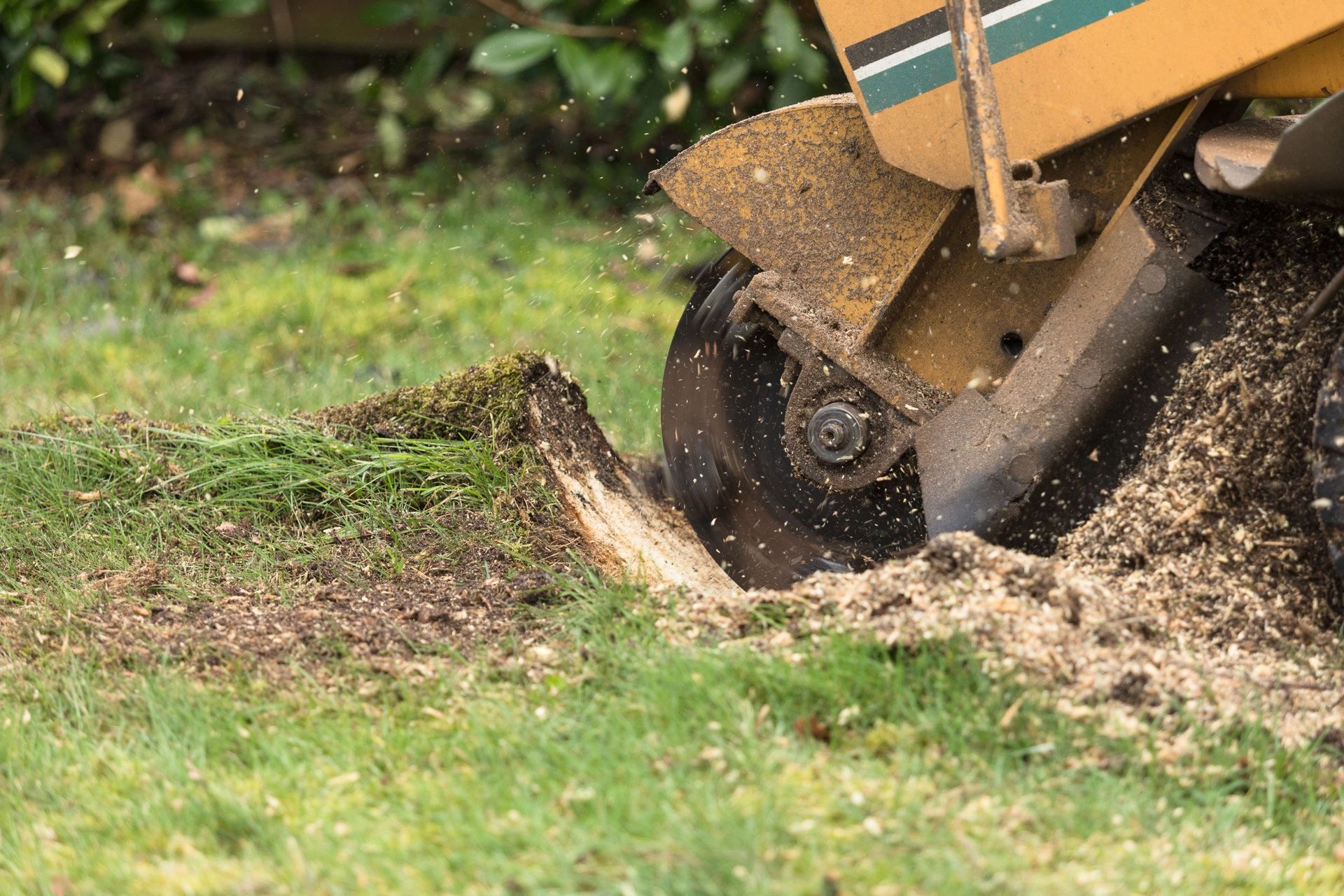 Professional Stump Removal Company | Stump Gone Services