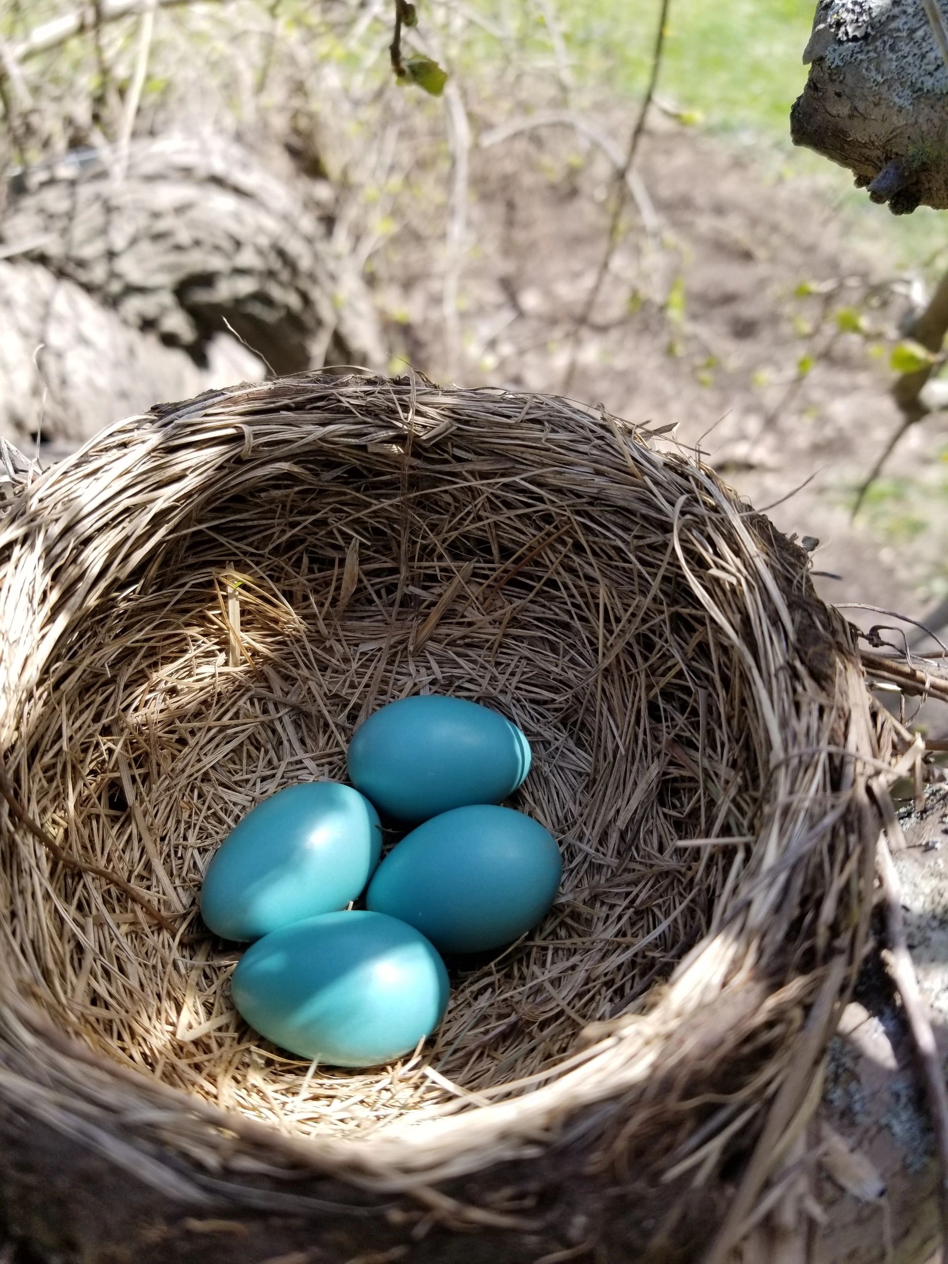 Nature Is Our Teacher - Nature Programming at Library, Senior Center ...