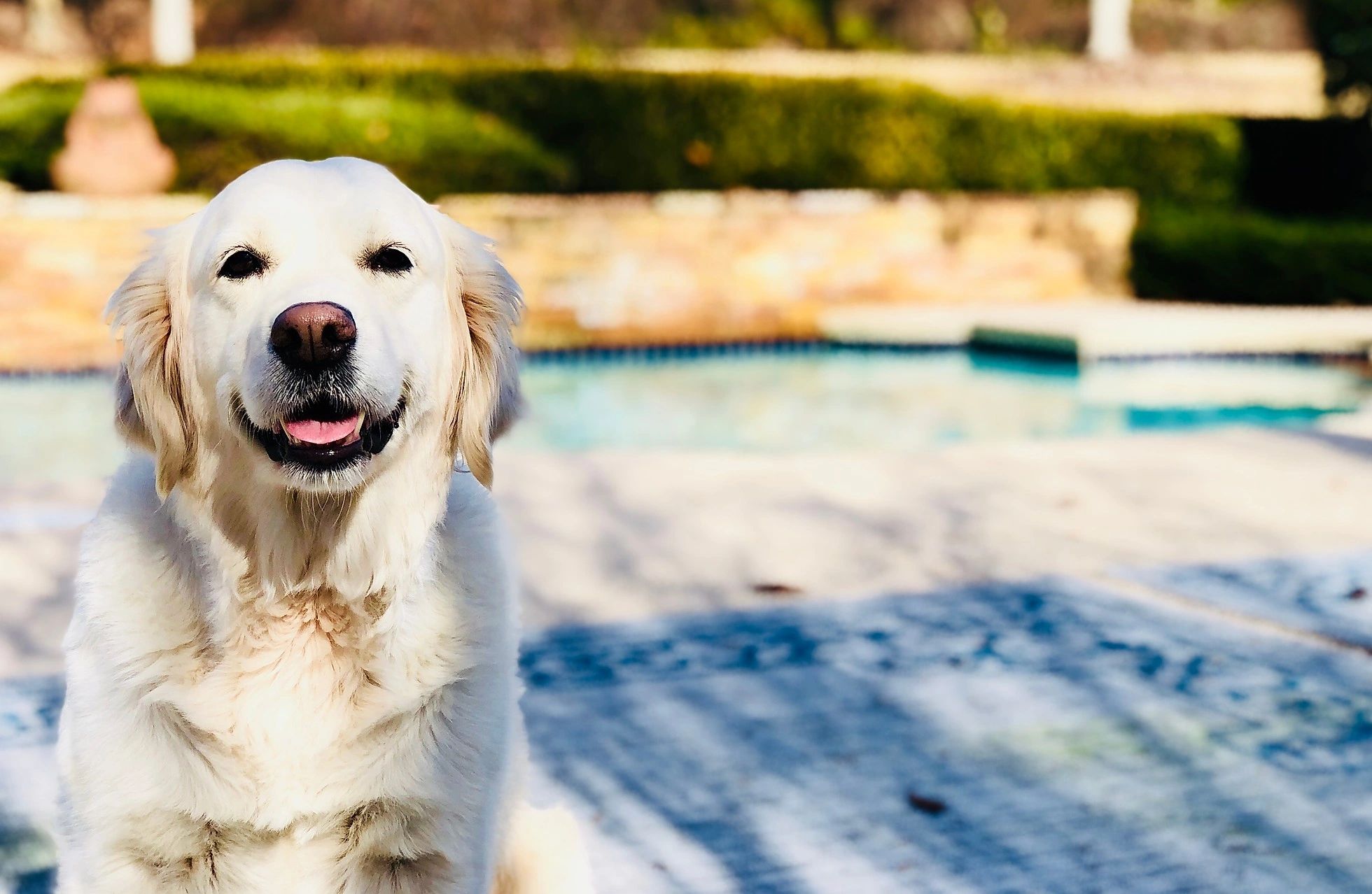 Canine Elite Obedience - Training Pets, Dog Behavior