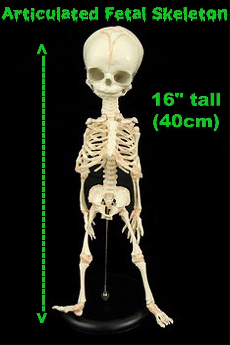 Creepy FETAL HUMAN BABY SKELETON REPLICA w/STAND-Jaw Opens-Halloween ...