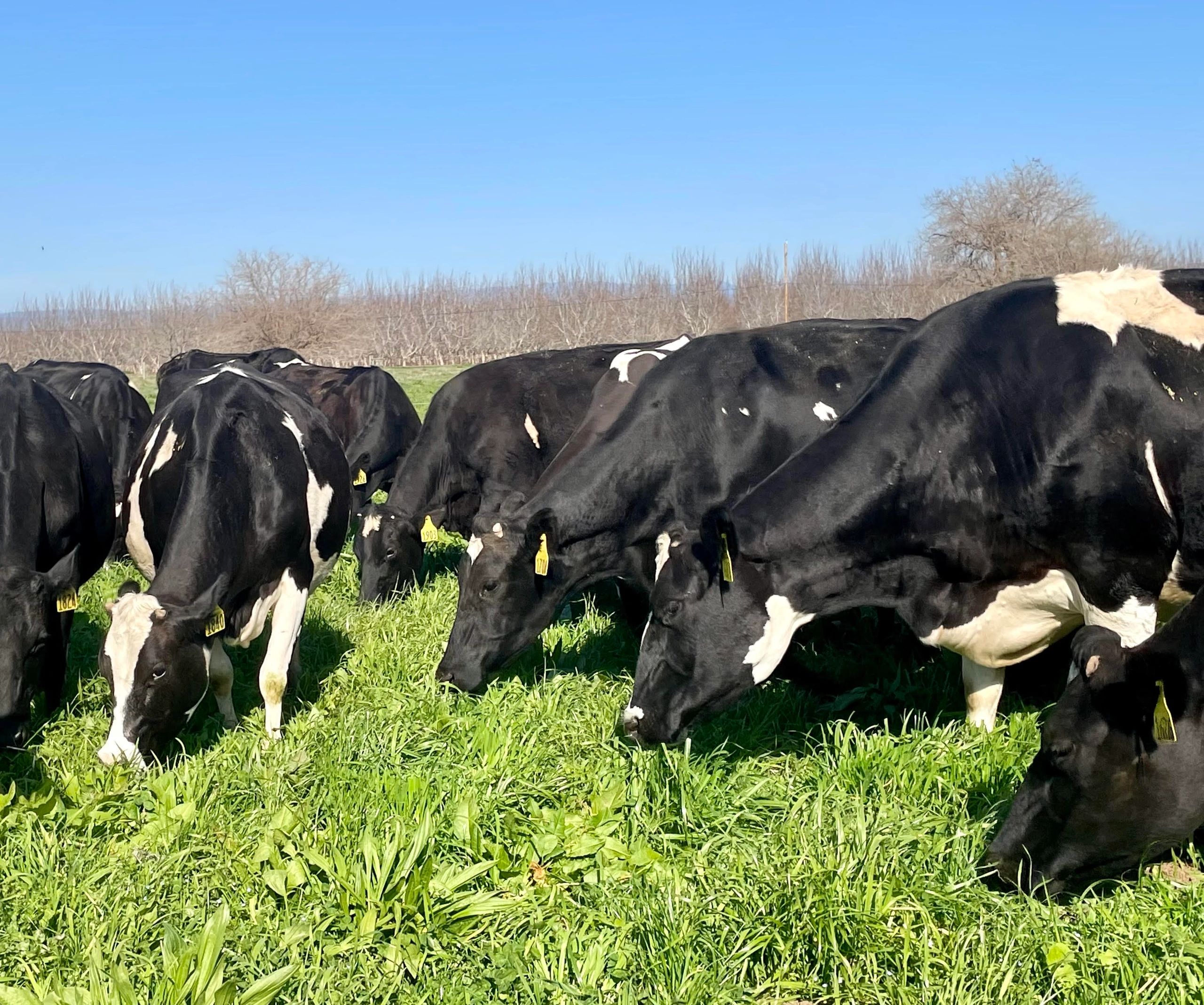 Chico State University Farm