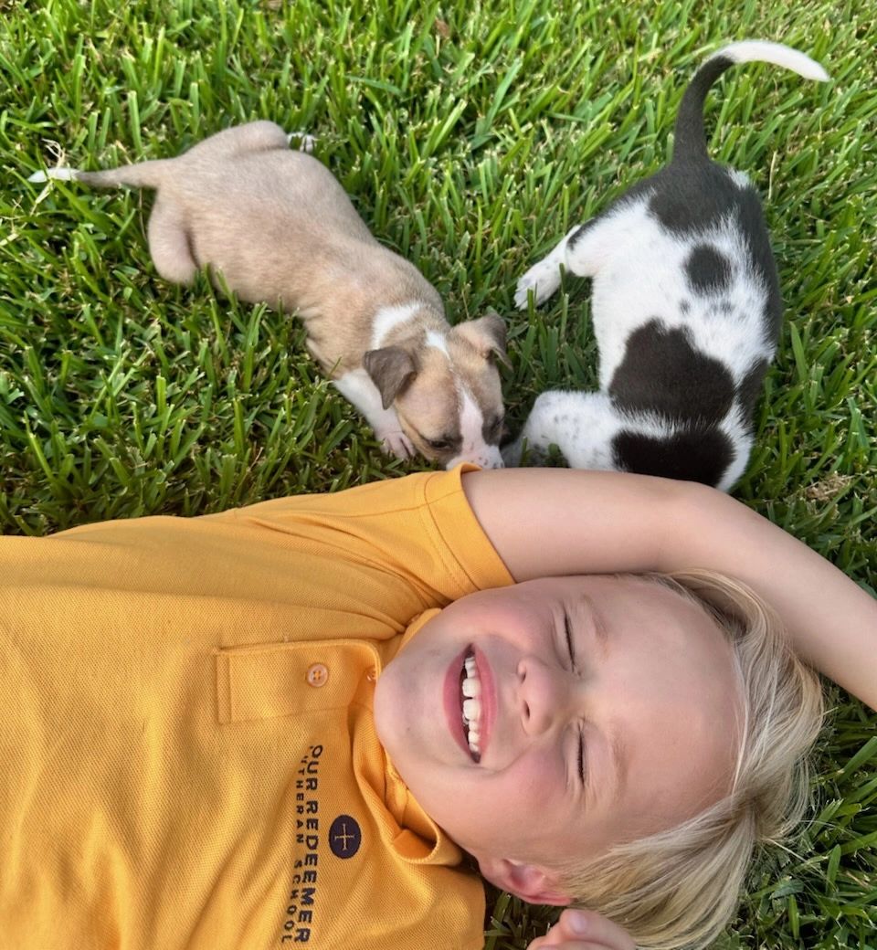 Dogs - Male 2 | Furever Home Pet Rescue