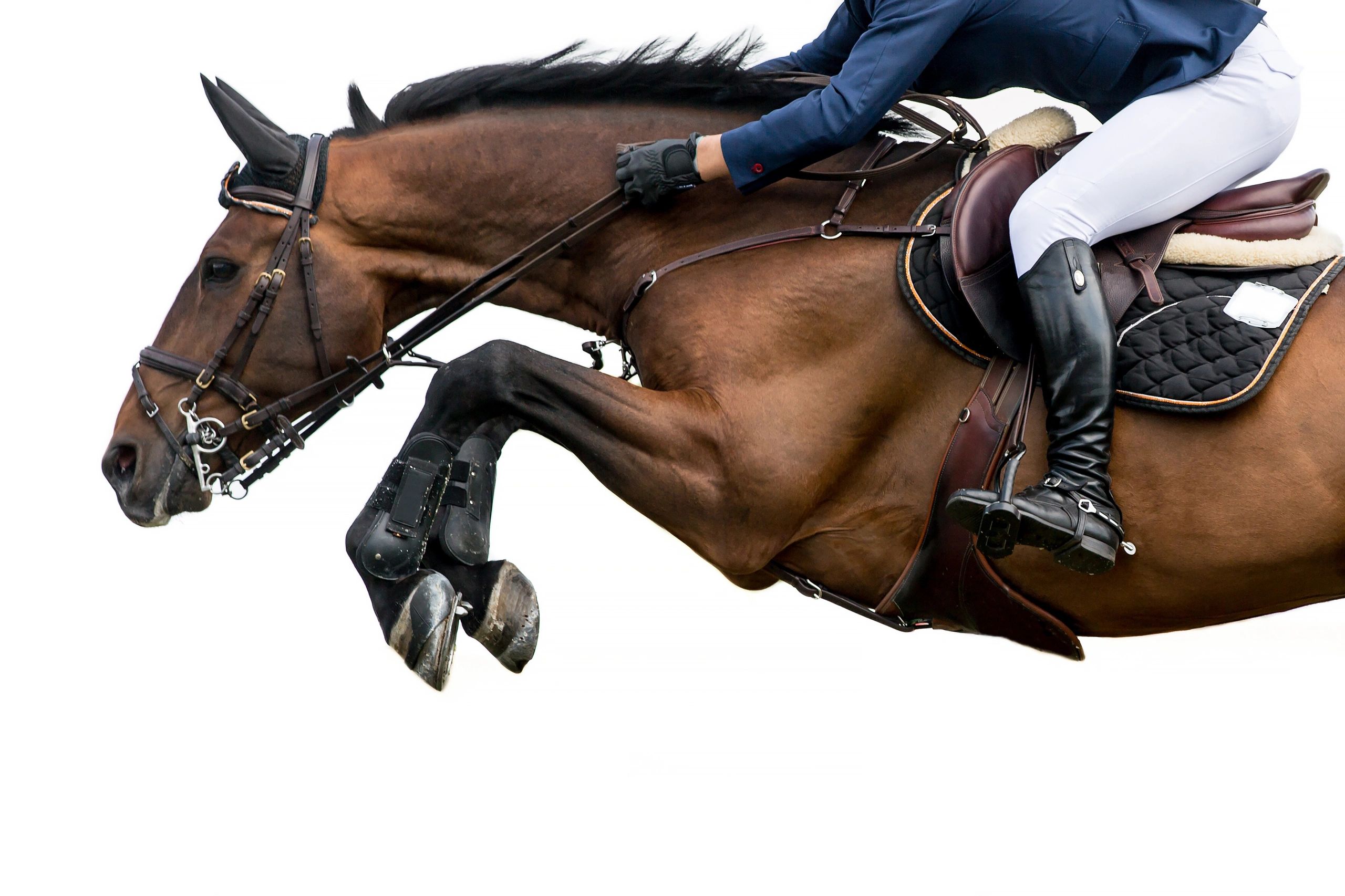 WHAT DRESSAGE RIDERS CAN LEARN FROM JUMPERS