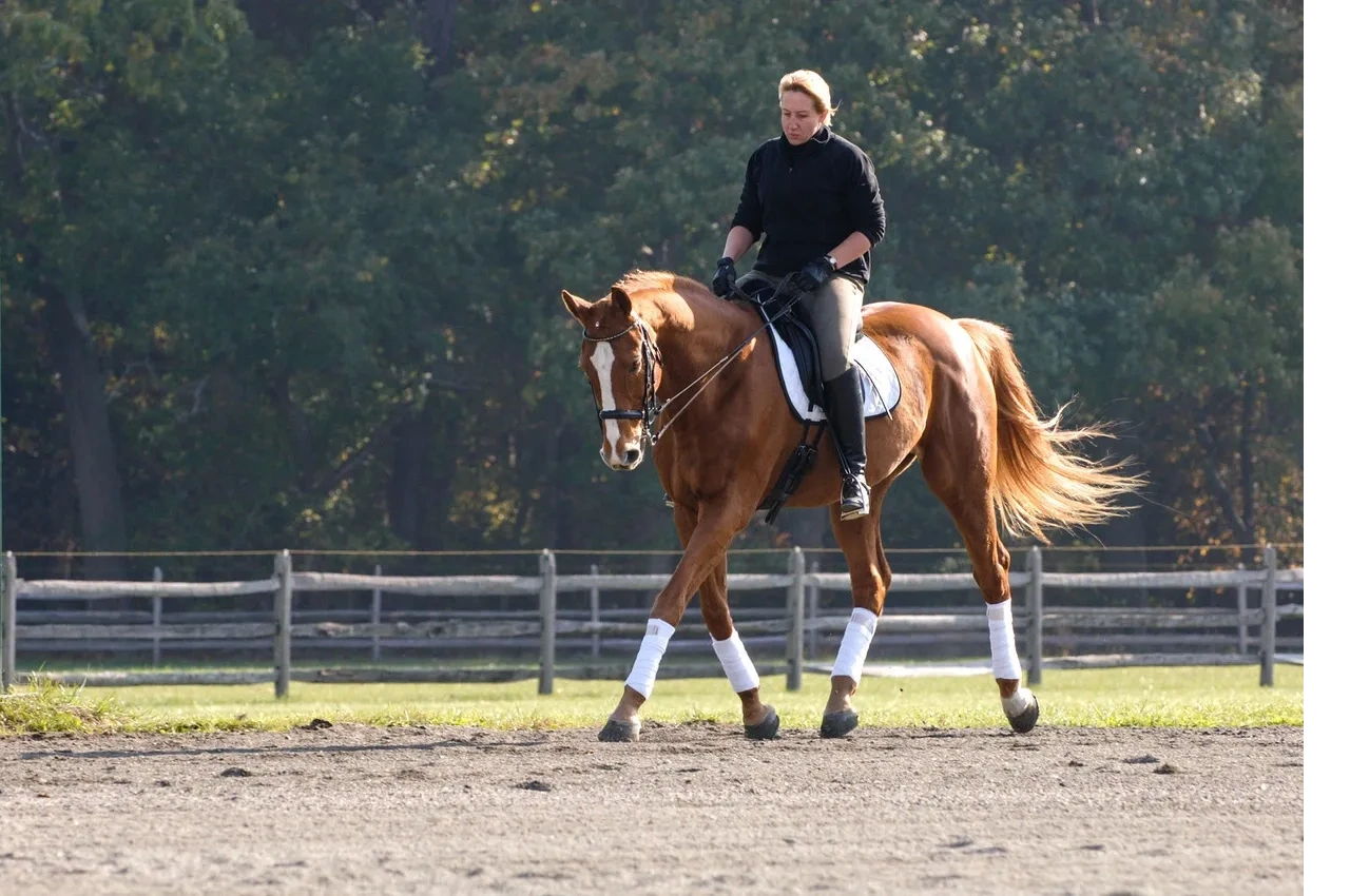 Classical Dressage, Equine Biomechanics