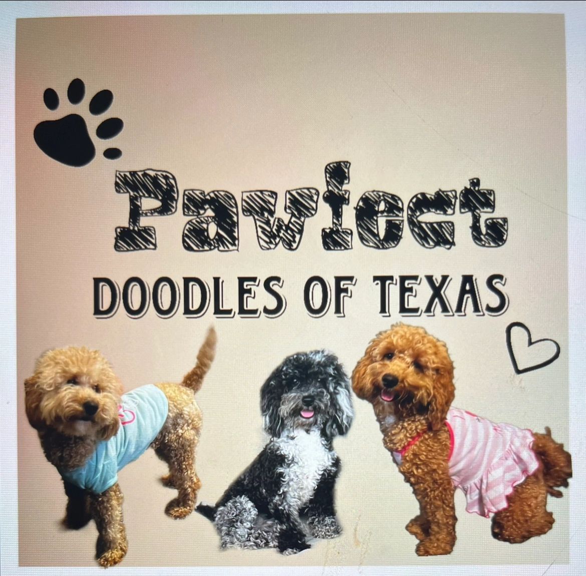 PAWfect Doodles of Texas