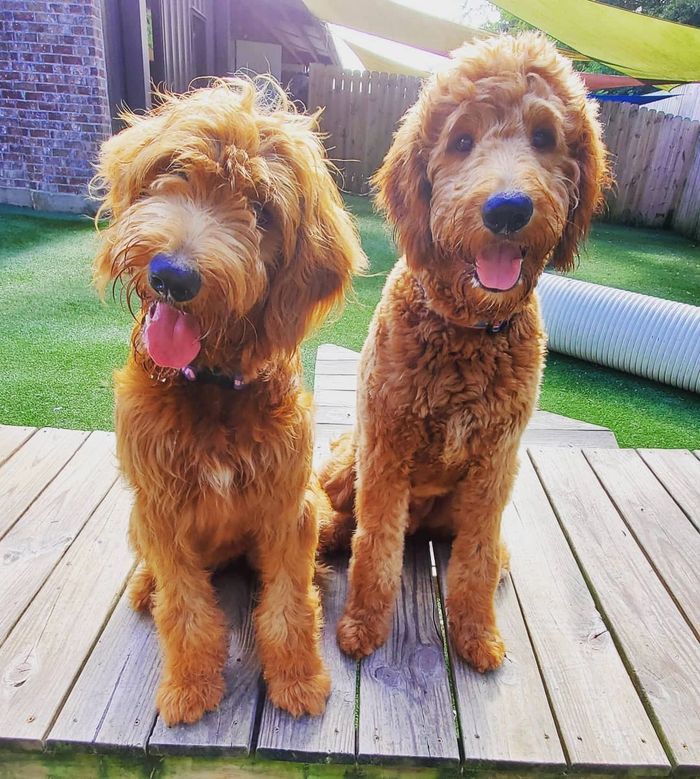 Smooch my Pooch - Boarding, Grooming, Pet Boarding and Pet Sitting