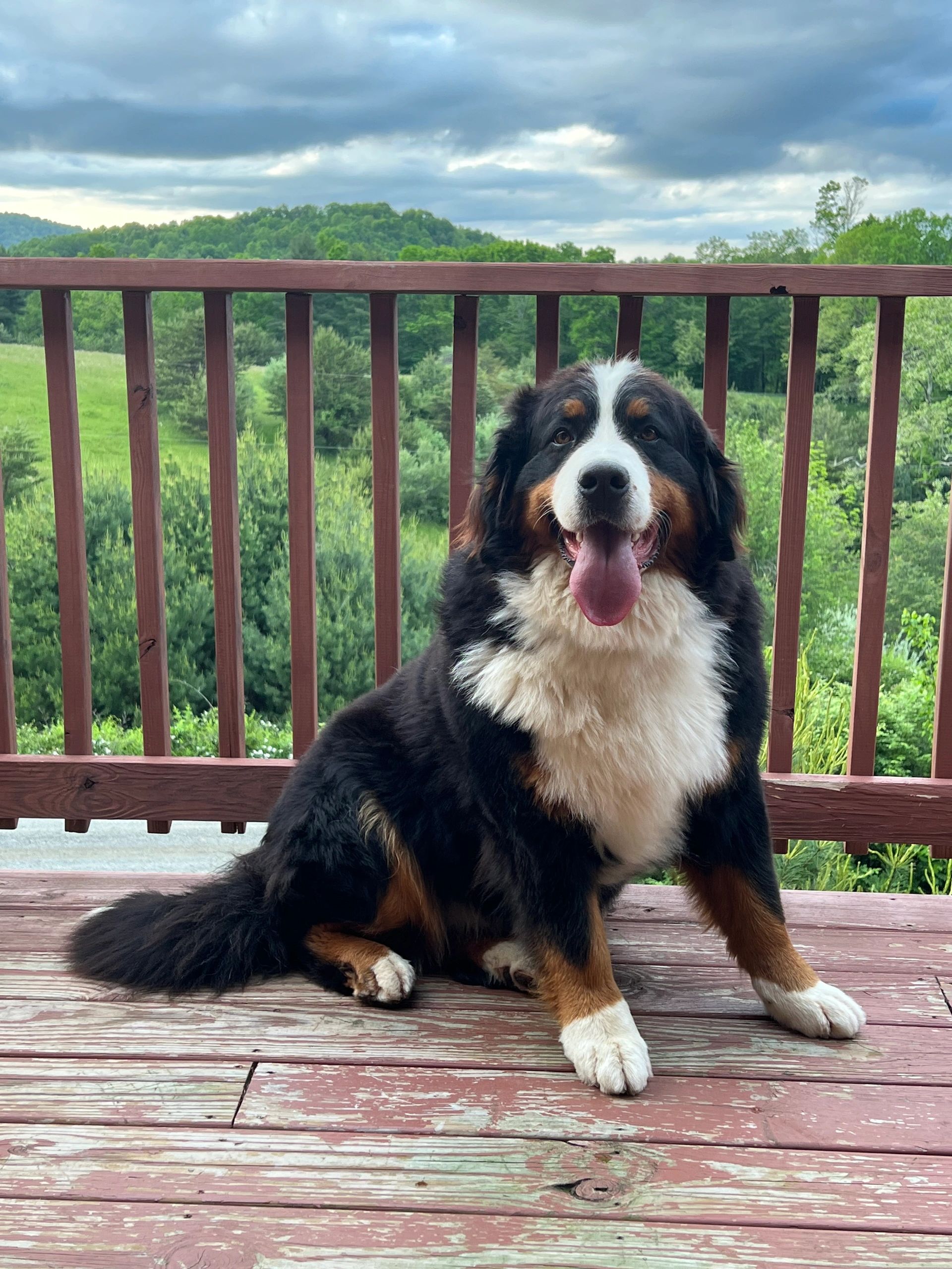 Blue Ridge Bernese