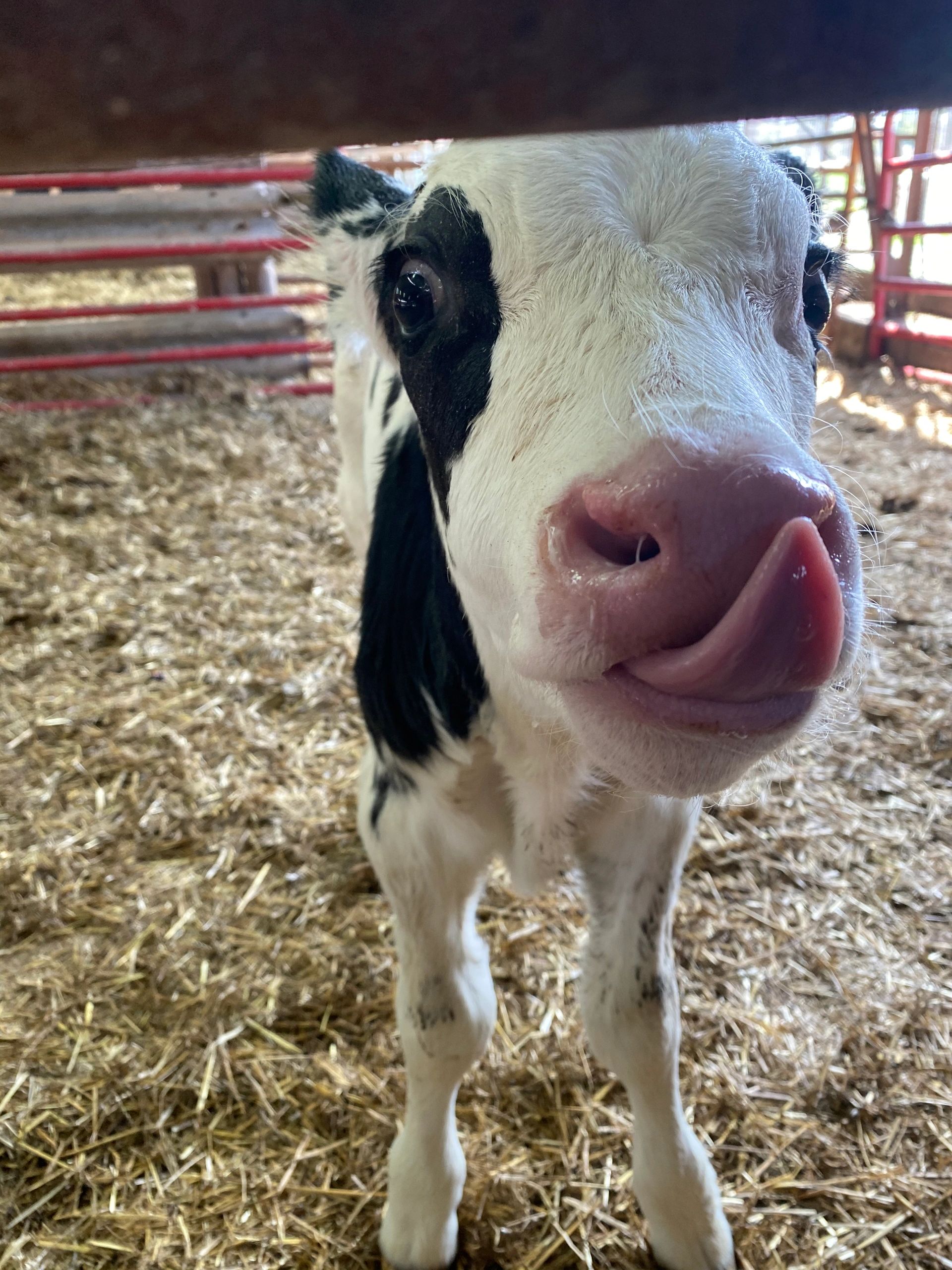 Roberts Dairy Service - Dairy, Service