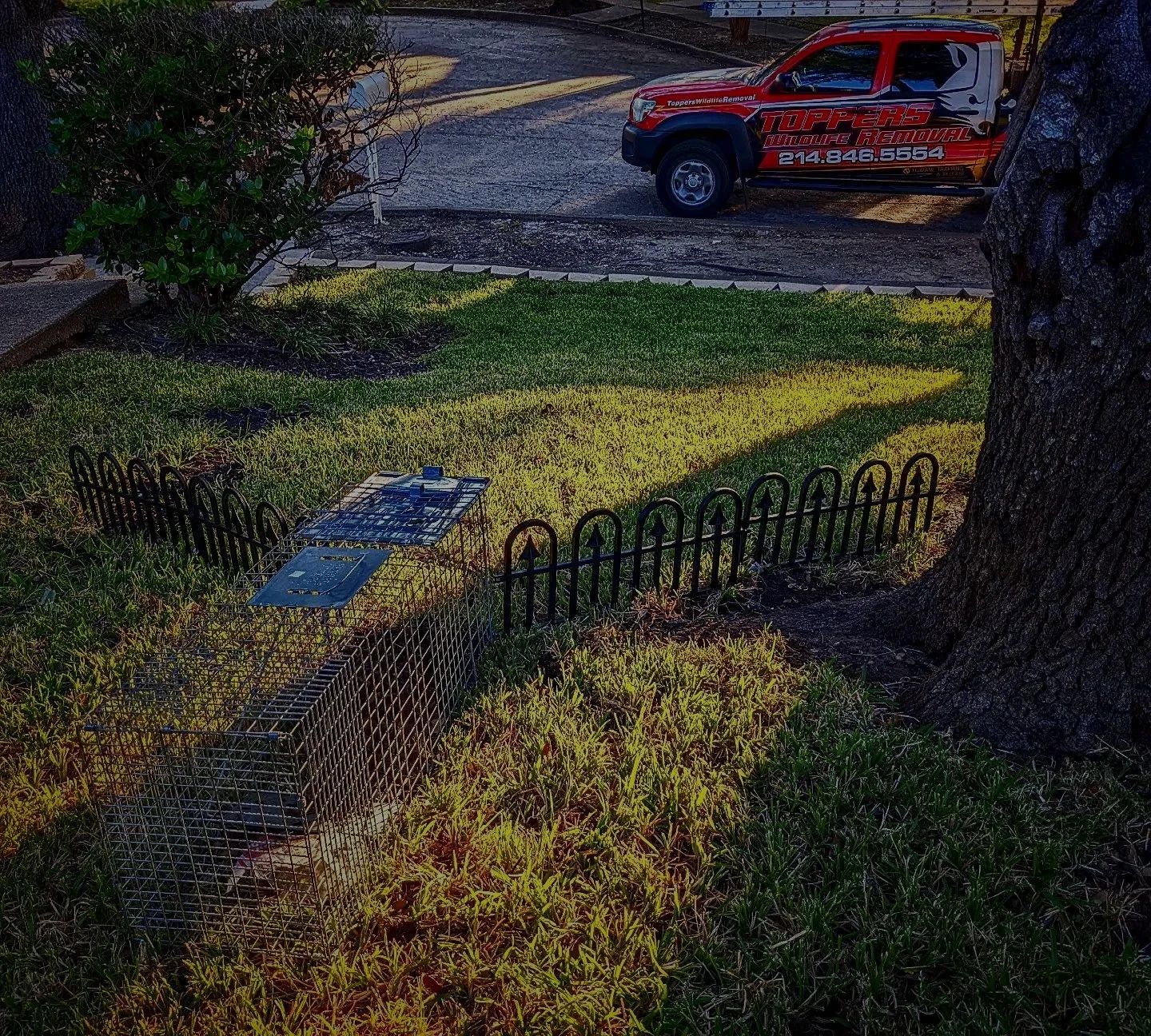 Rodent Removal in Dallas - Toppers Wildlife Removal