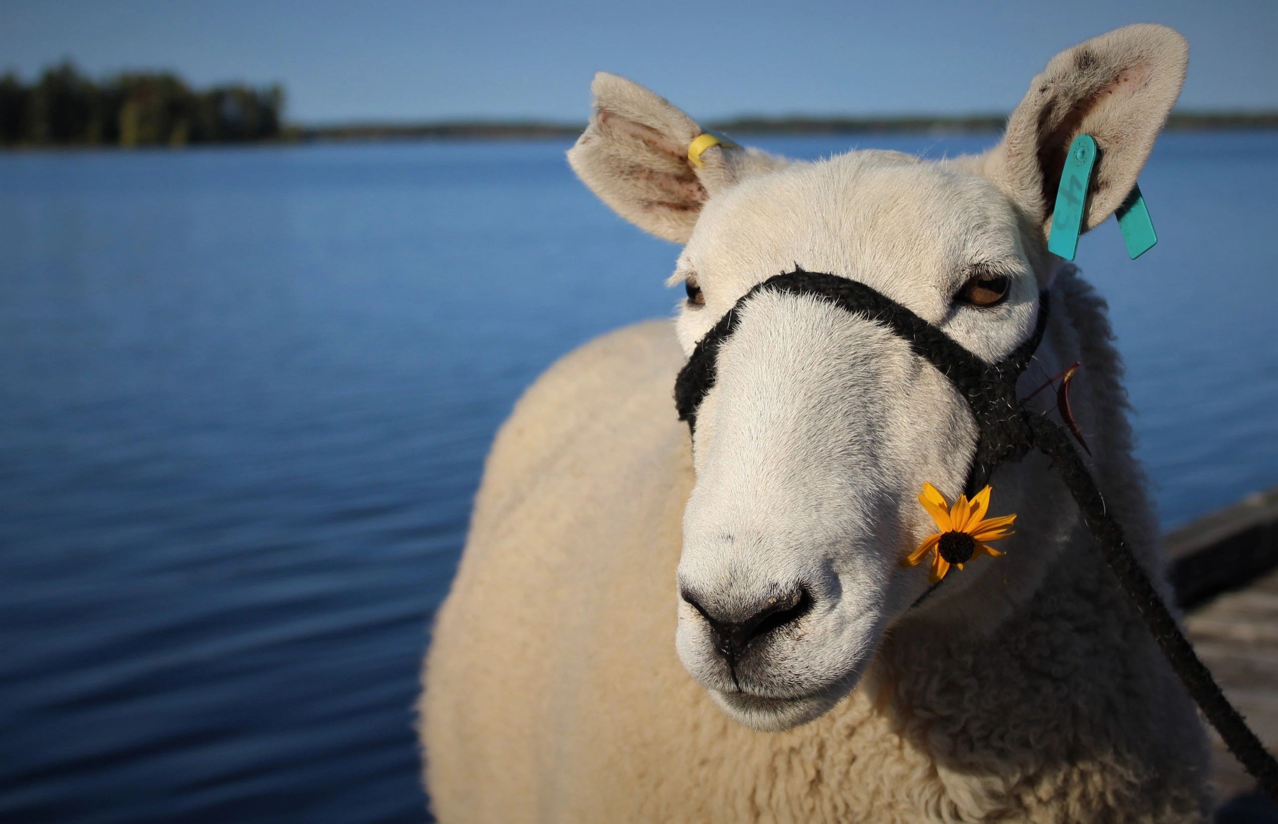 Meet The Farm