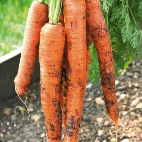 Carrot tips. Germinate, Grow and Store.